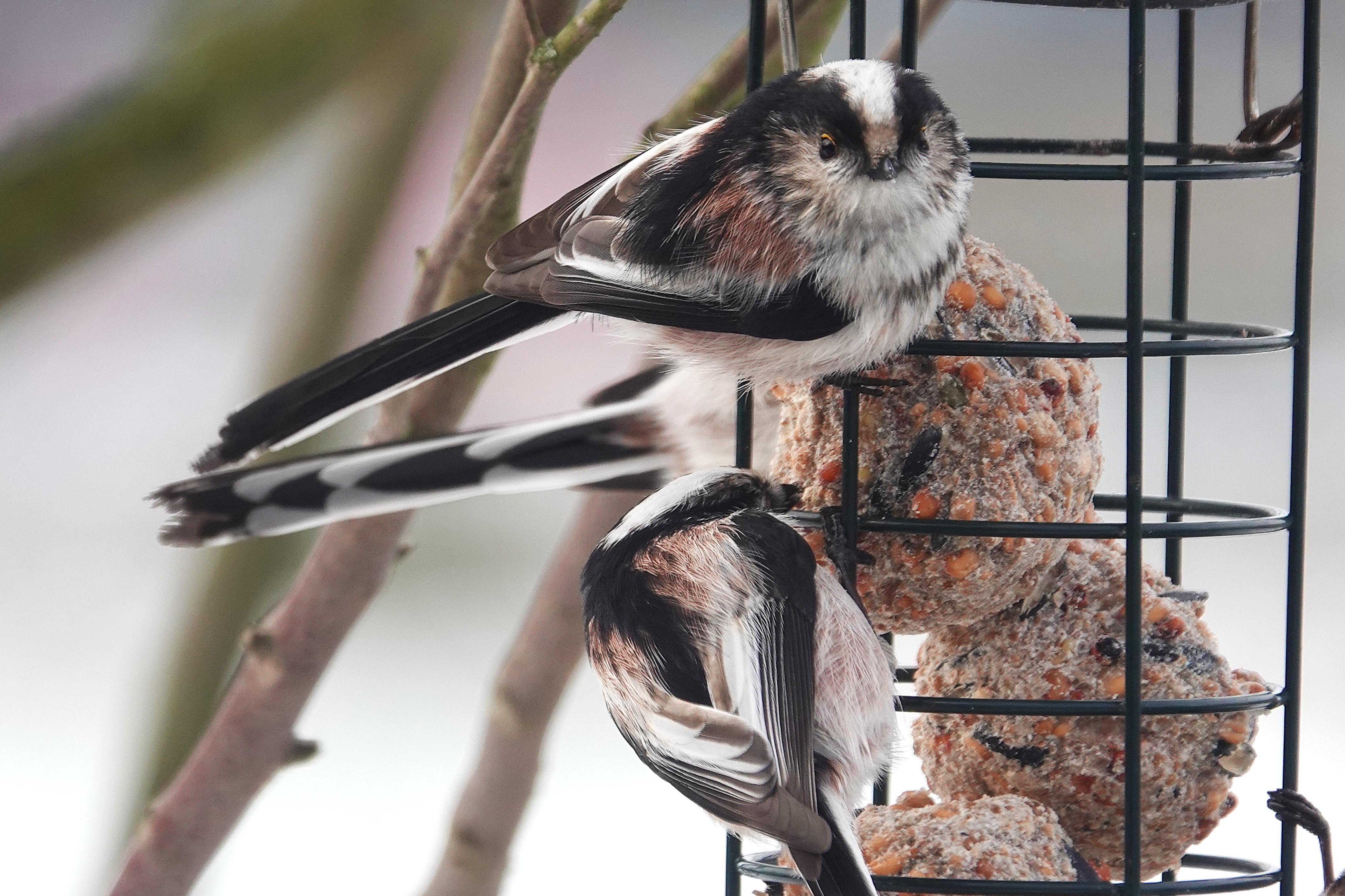 Long-tailed Tit by Walter Schulenburg - BirdGuides