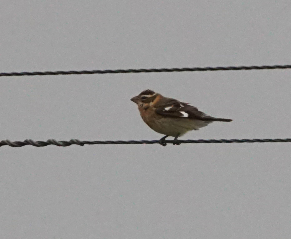 Rarity finders: Rose-breasted Grosbeak on Tiree - BirdGuides