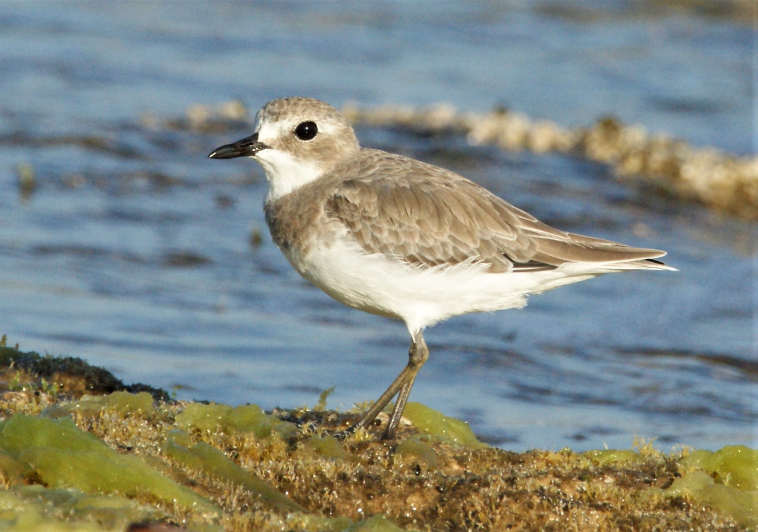 Greater Sand Plover by David williamson - BirdGuides