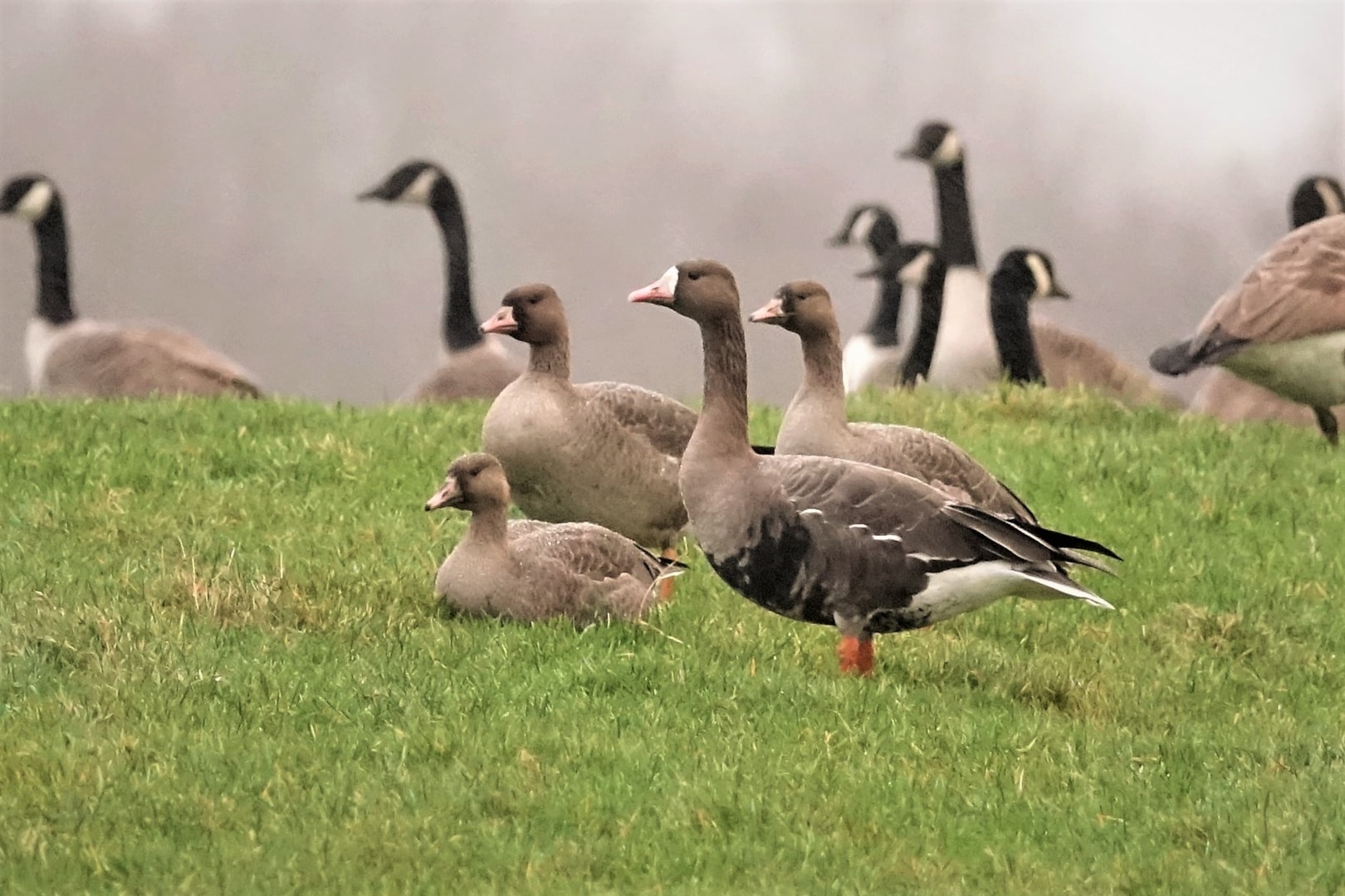 Russian White-fronted Goose by Janice Sutton - BirdGuides