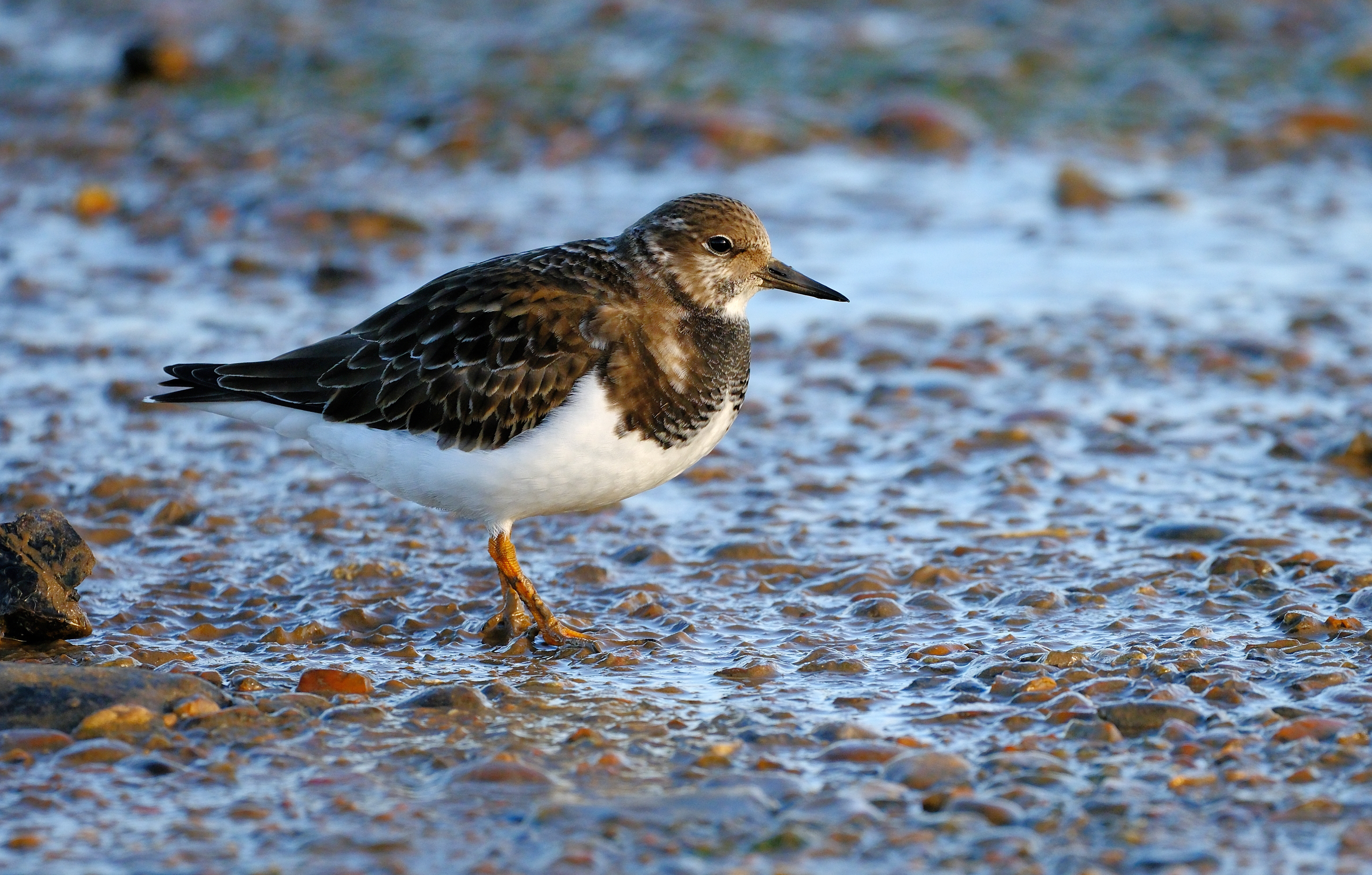 Ruddy Turnstone by Jane Rowe - BirdGuides