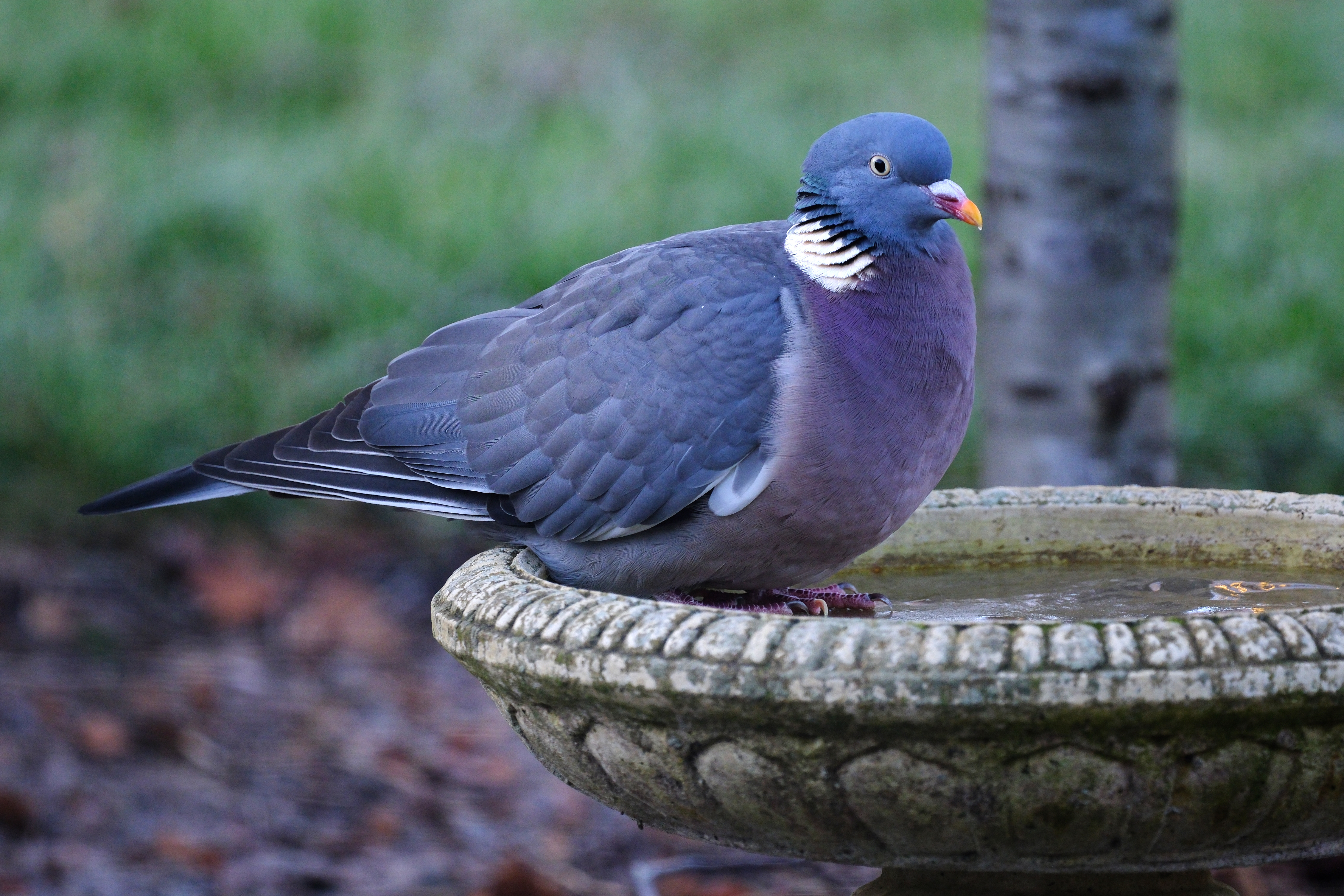 Woodpigeon by Jane Rowe - BirdGuides
