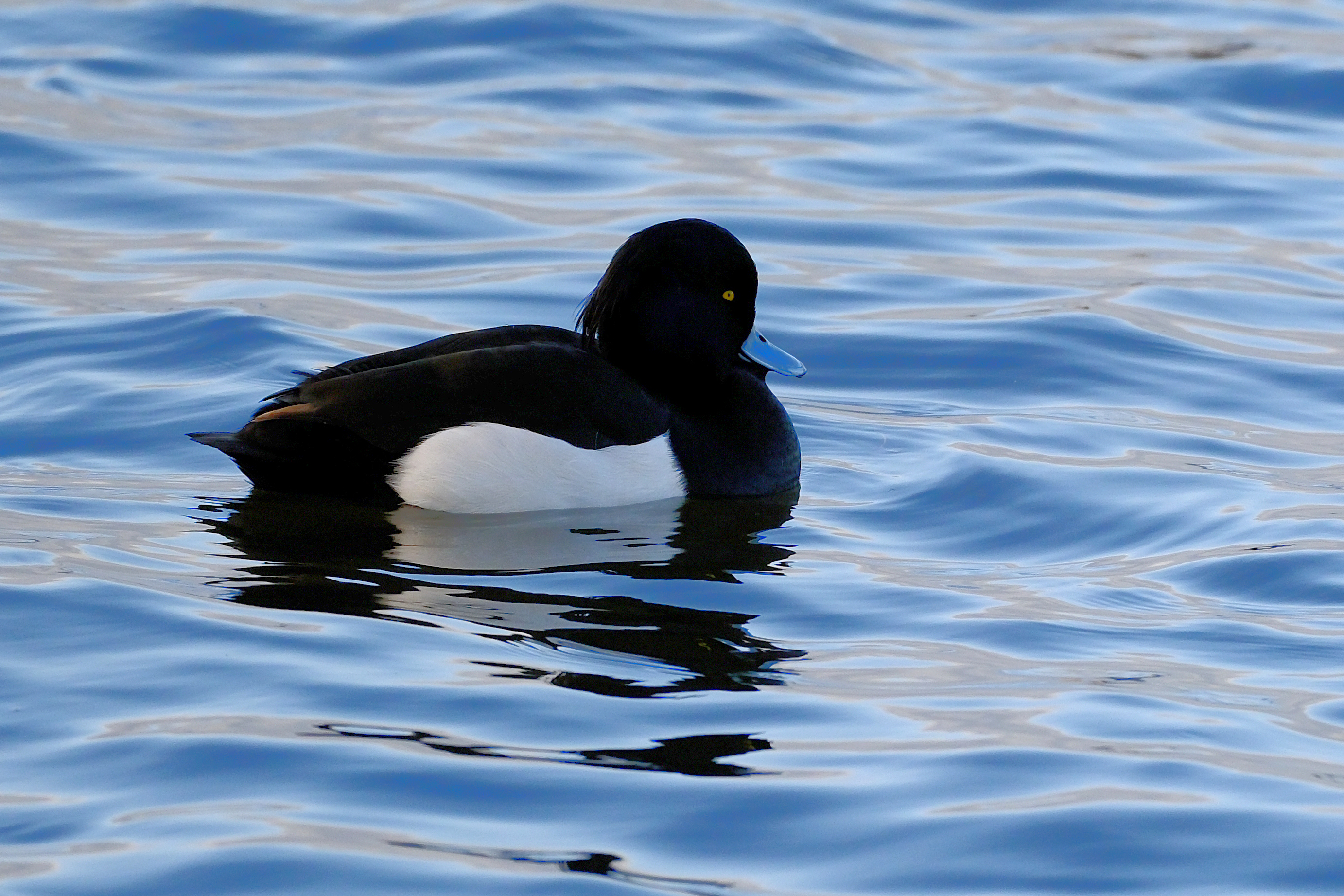 Tufted Duck by Jane Rowe - BirdGuides