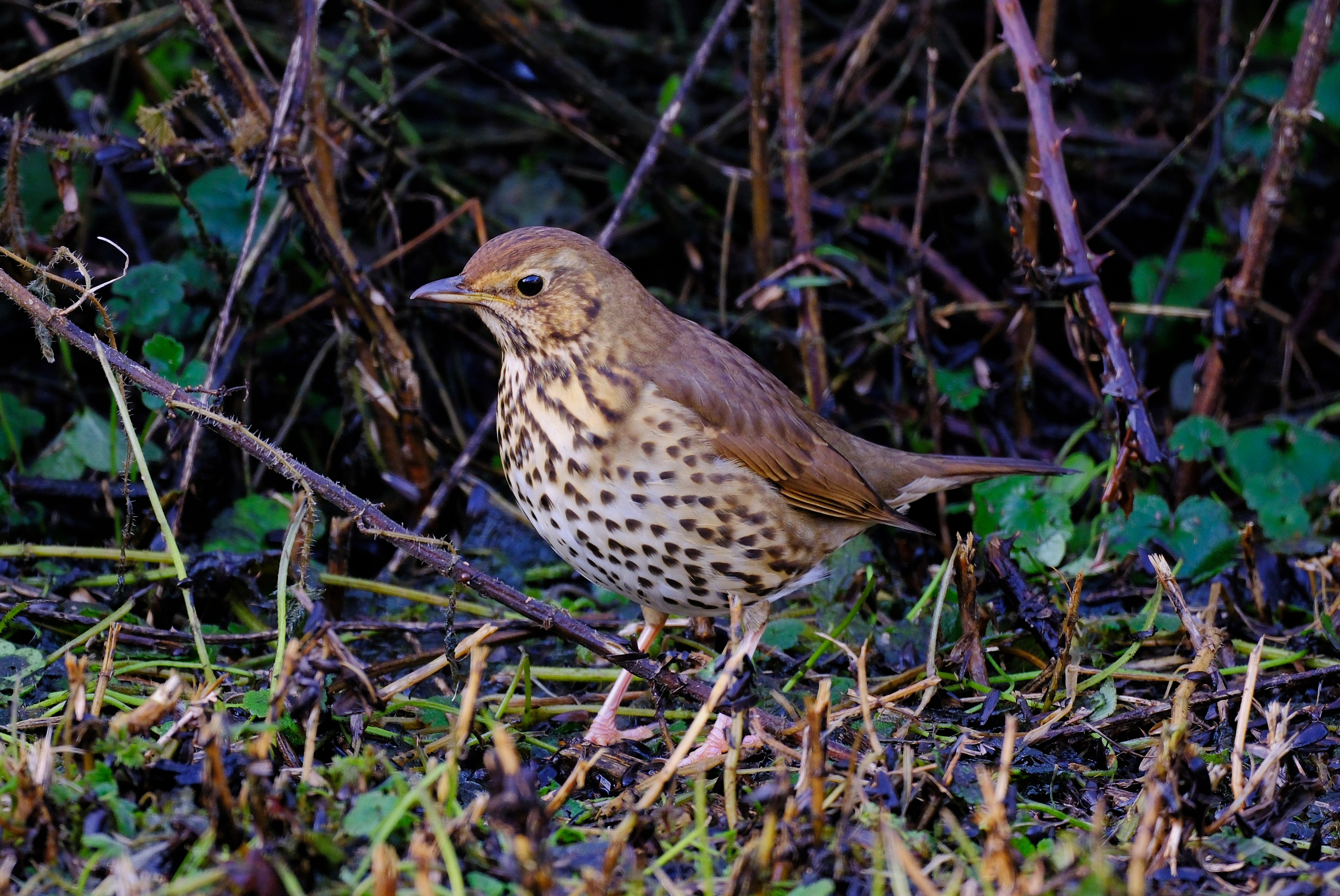 Song Thrush by Jane Rowe - BirdGuides