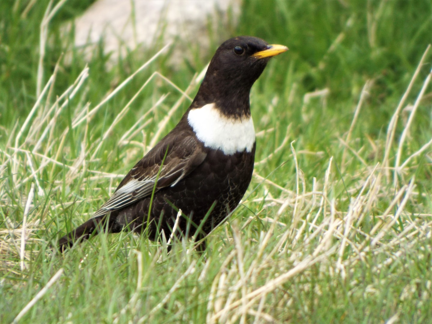 Ring Ouzel by Dave Johnston - BirdGuides