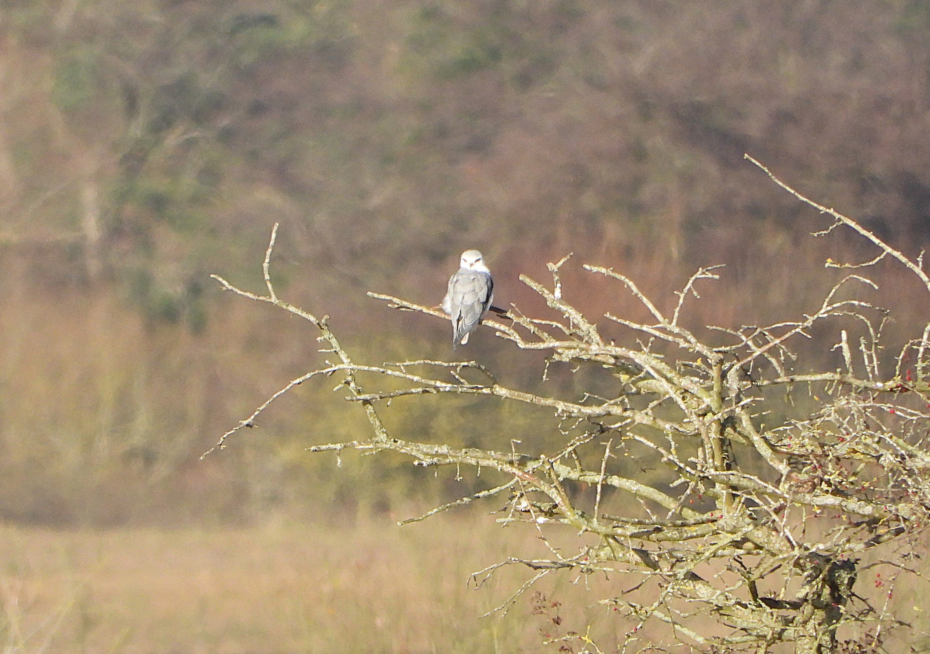 Black-winged Kite by Paul Williams - BirdGuides