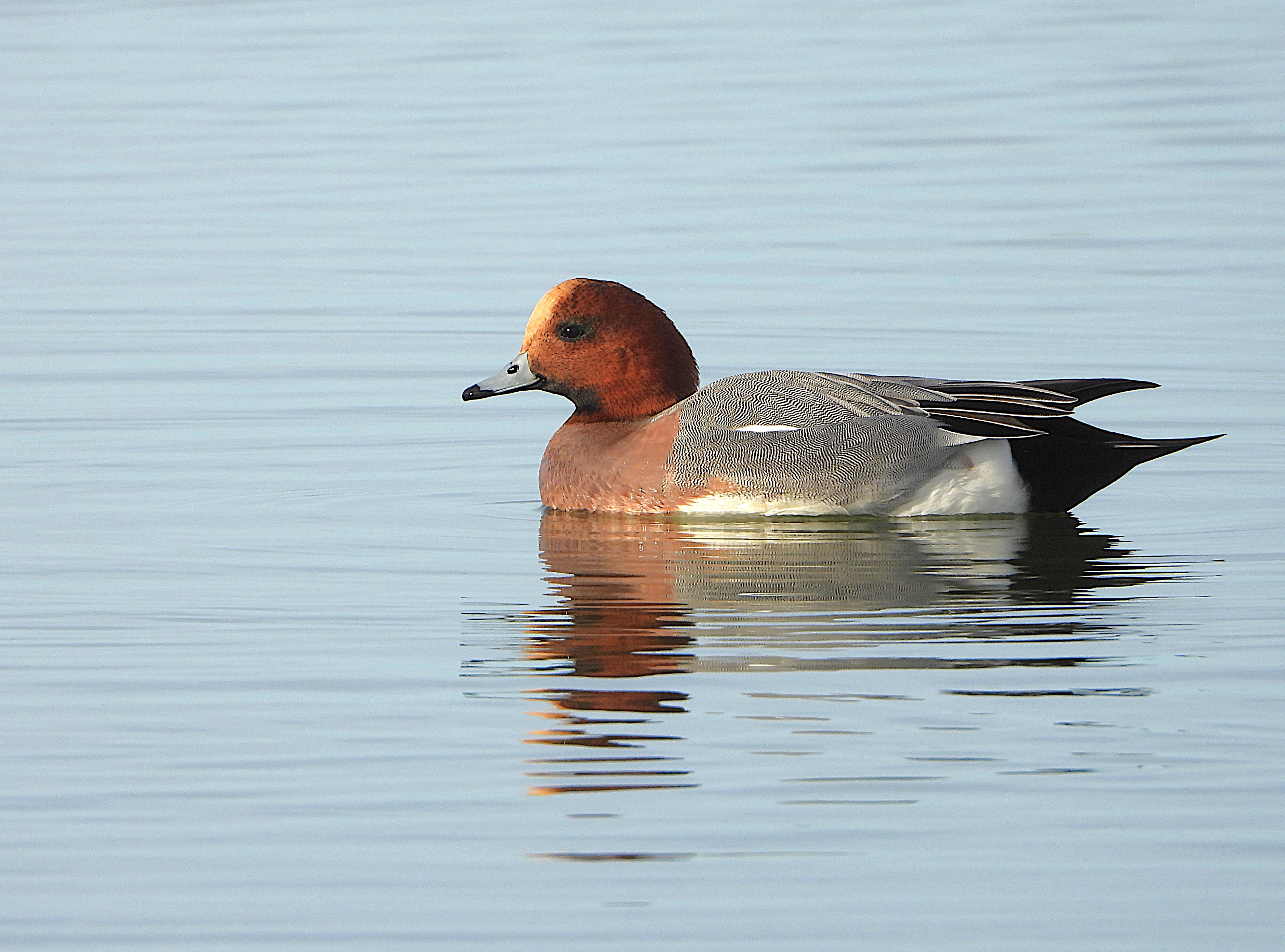 Eurasian Wigeon by Paul Williams - BirdGuides