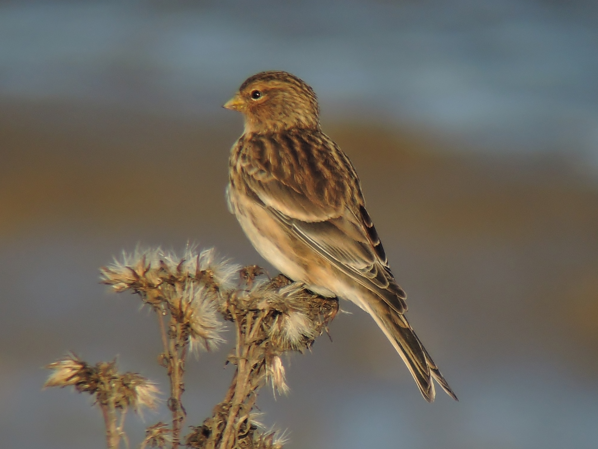 Details : Twite - BirdGuides