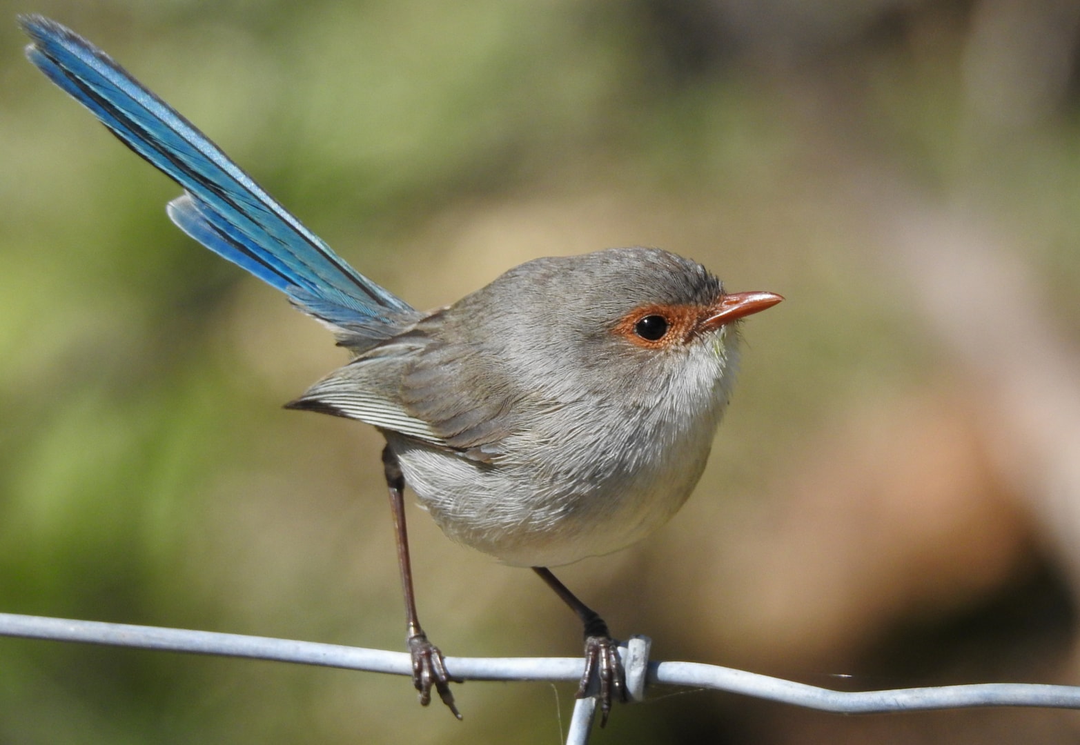Splendid Fairywren by Martin Loftus - BirdGuides