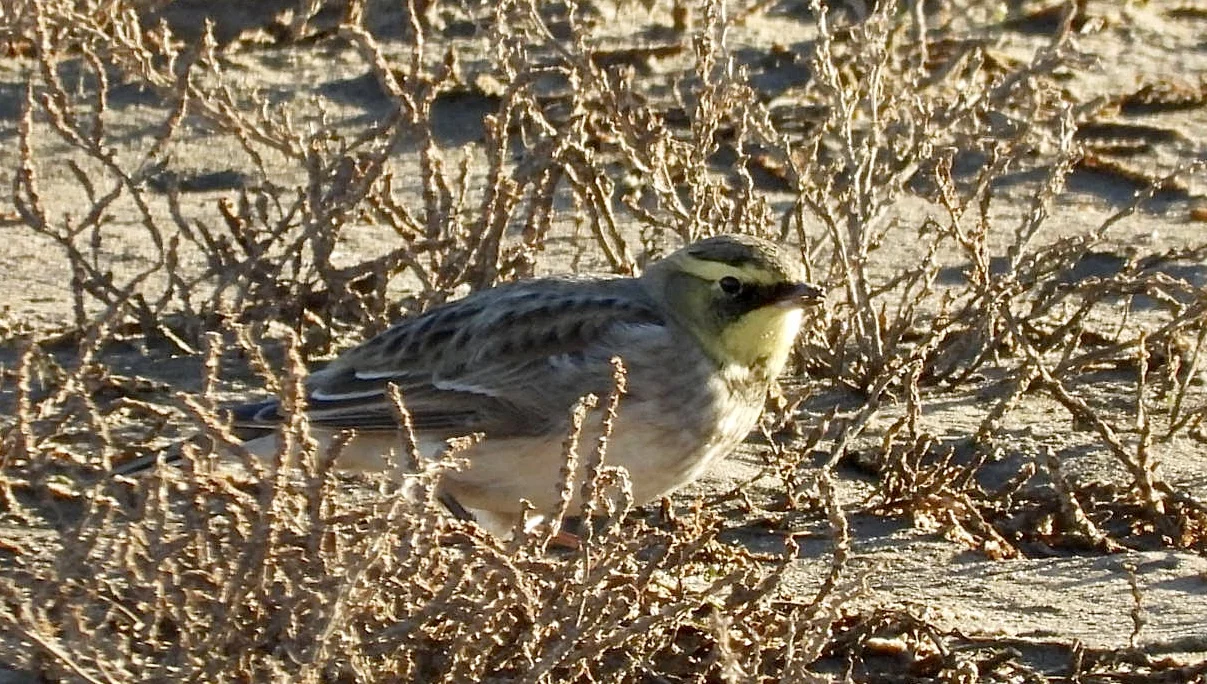 Sighting Report - BirdGuides