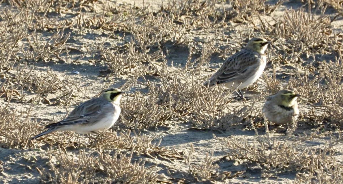 Sighting Report - BirdGuides