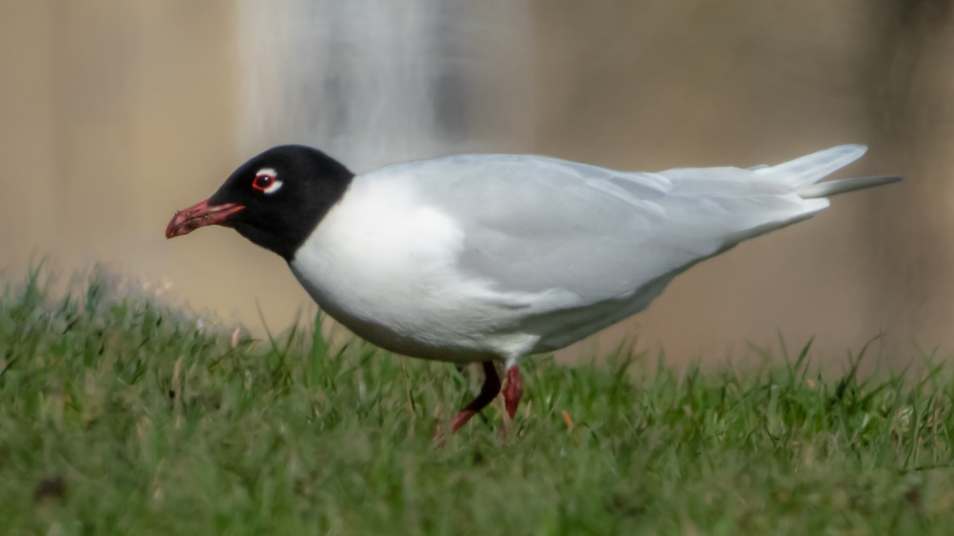 Mediterranean Gull by Martin Loftus - BirdGuides