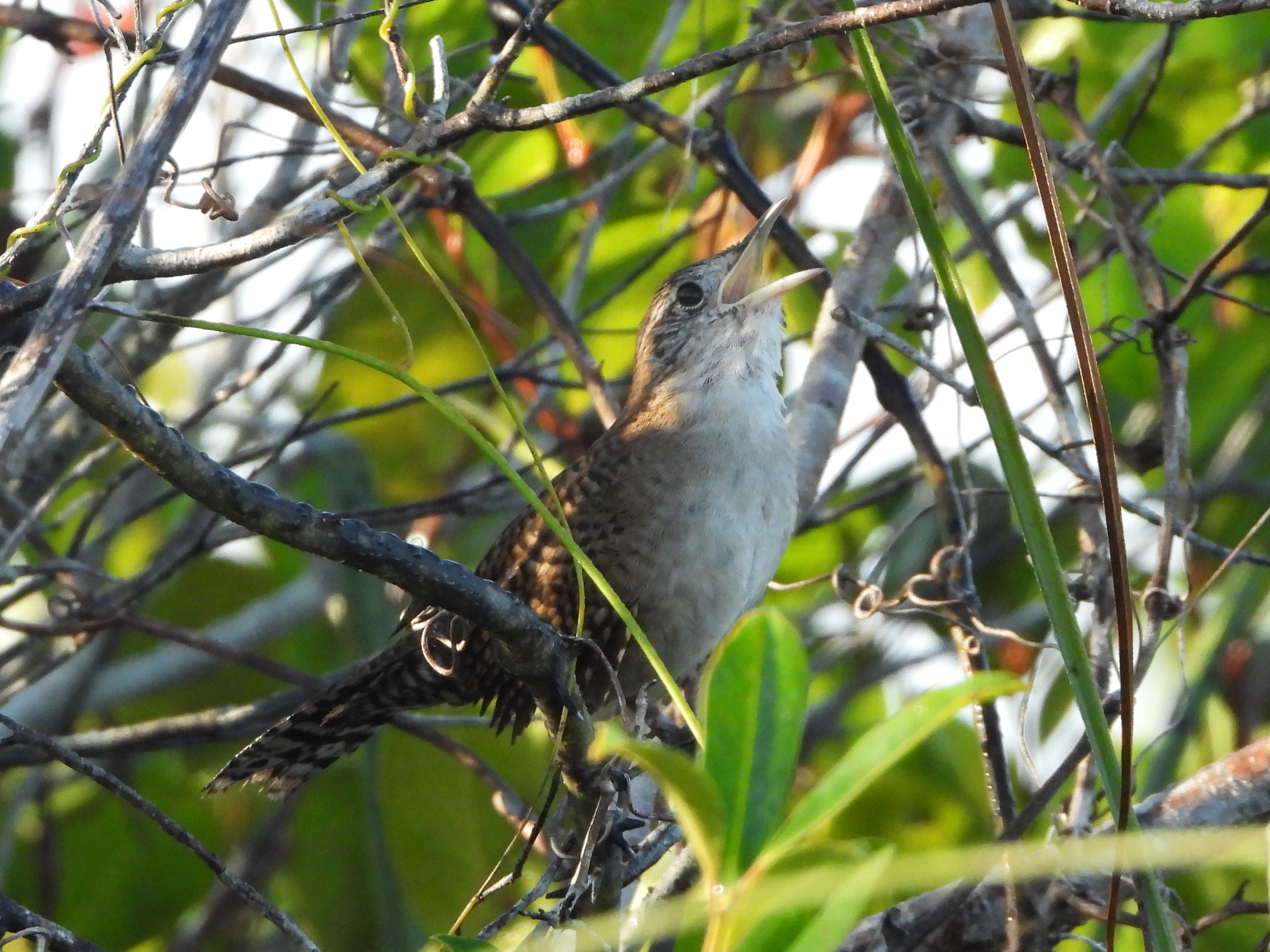 Zapata Wren by Roger Hammond - BirdGuides