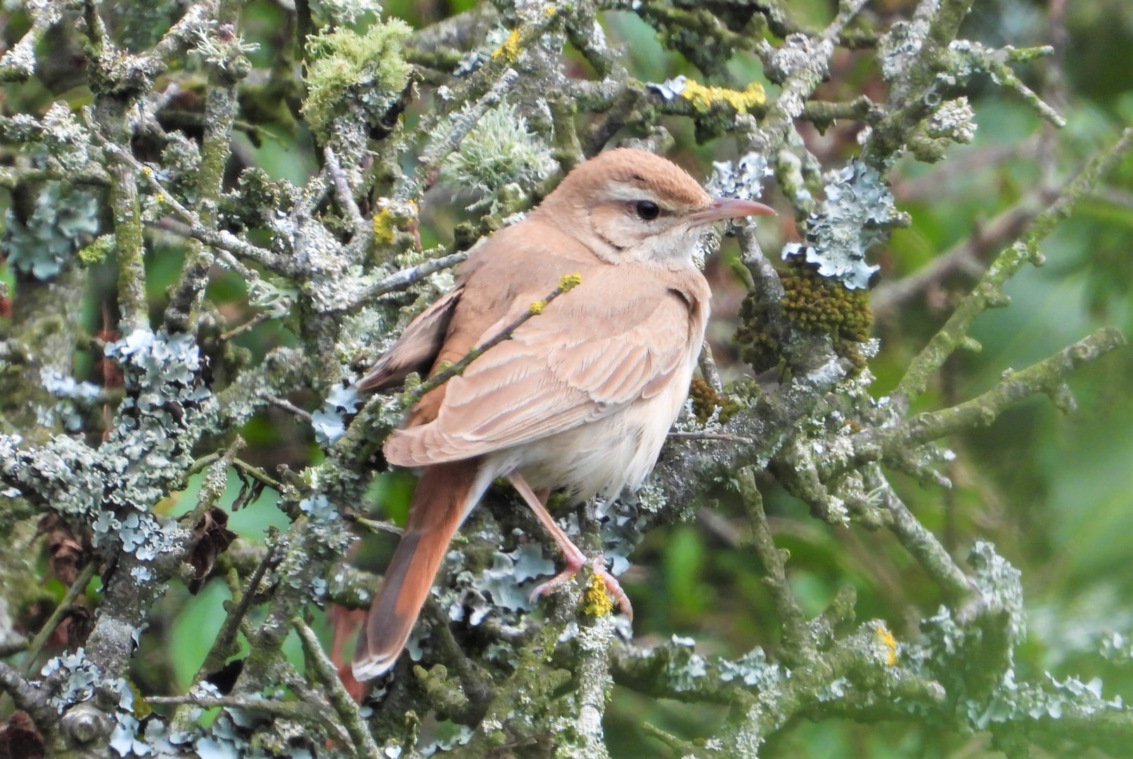 Rufous-tailed Scrub Robin by Joe Jones - BirdGuides