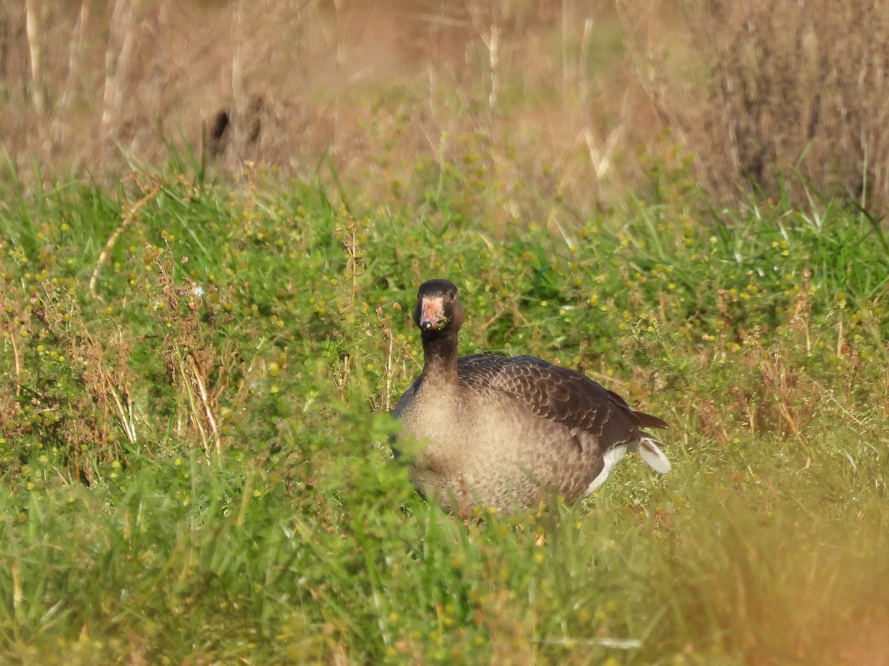 Russian White-fronted Goose by Denise Rendall - BirdGuides