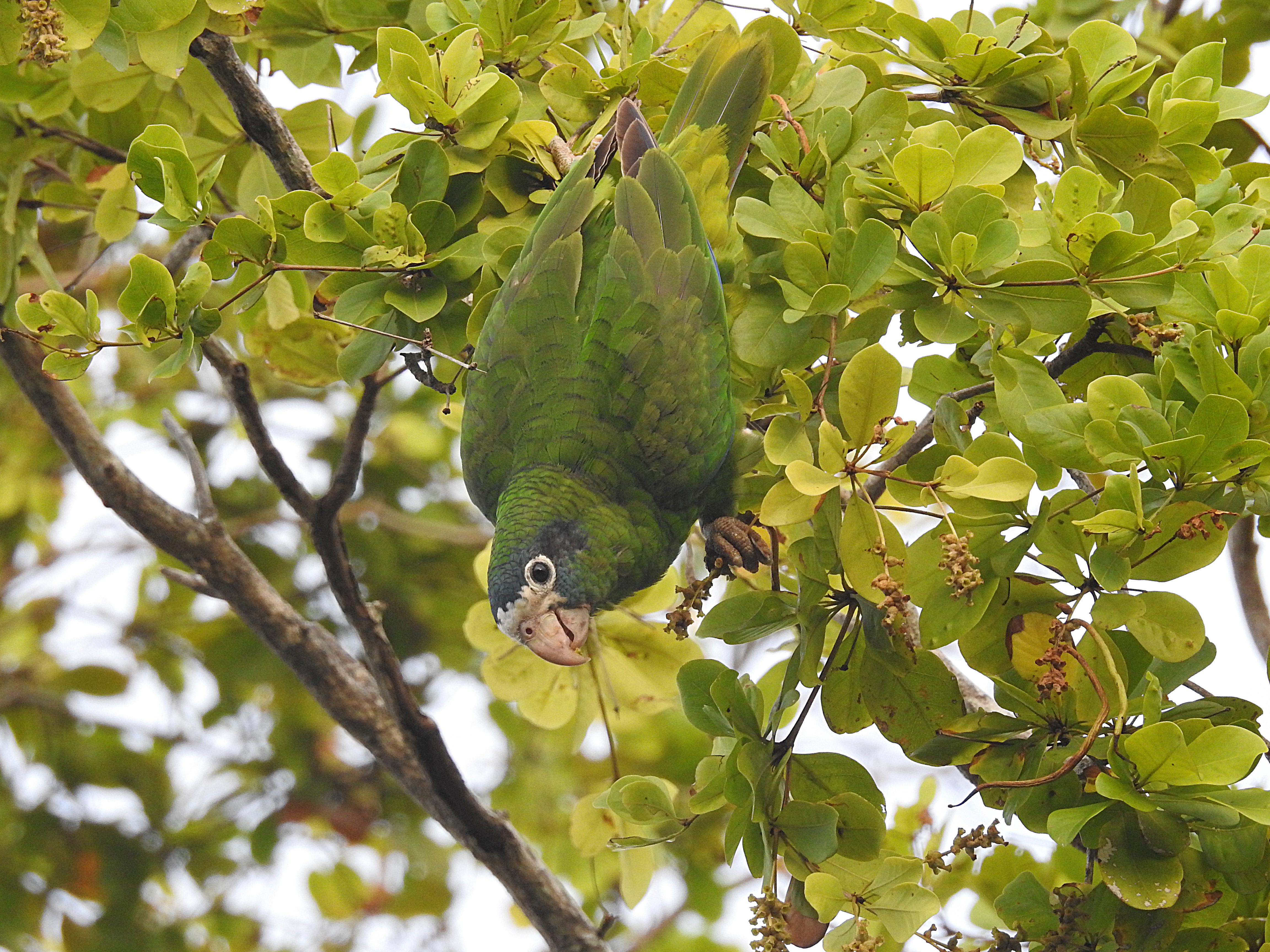 Details : Hispaniolan Amazon - BirdGuides