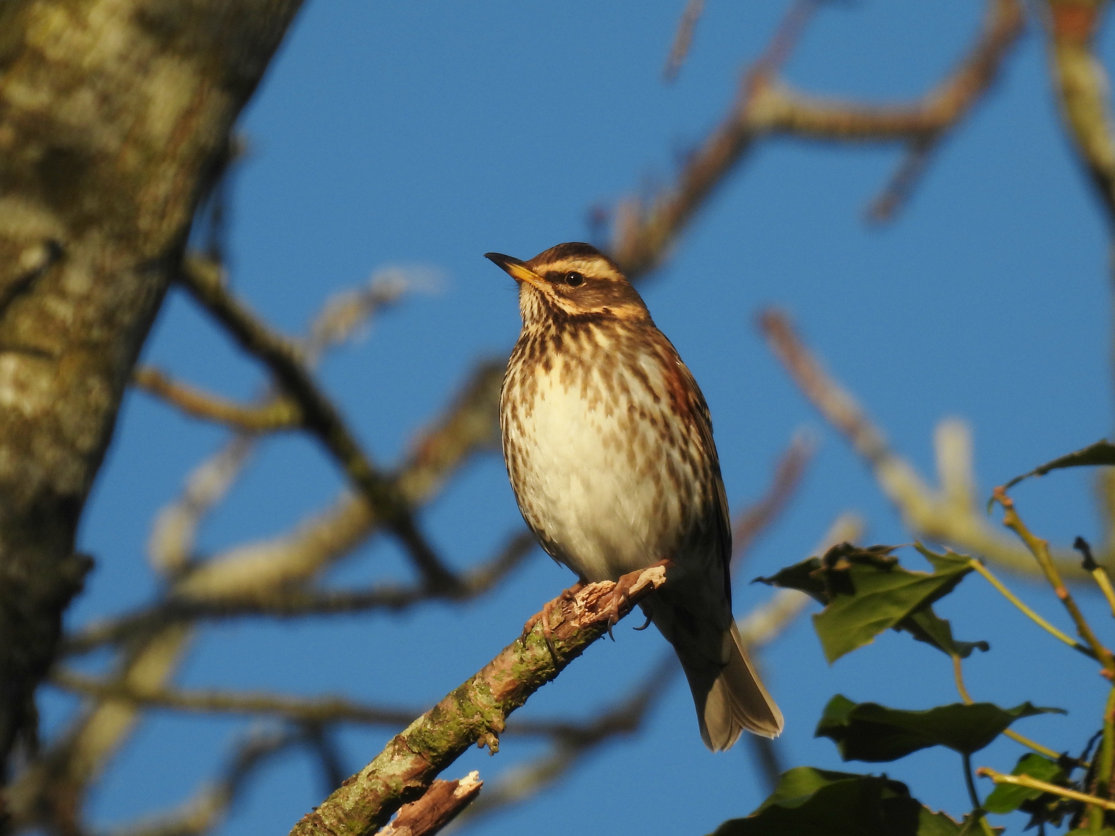 Redwing by Denise Rendall - BirdGuides