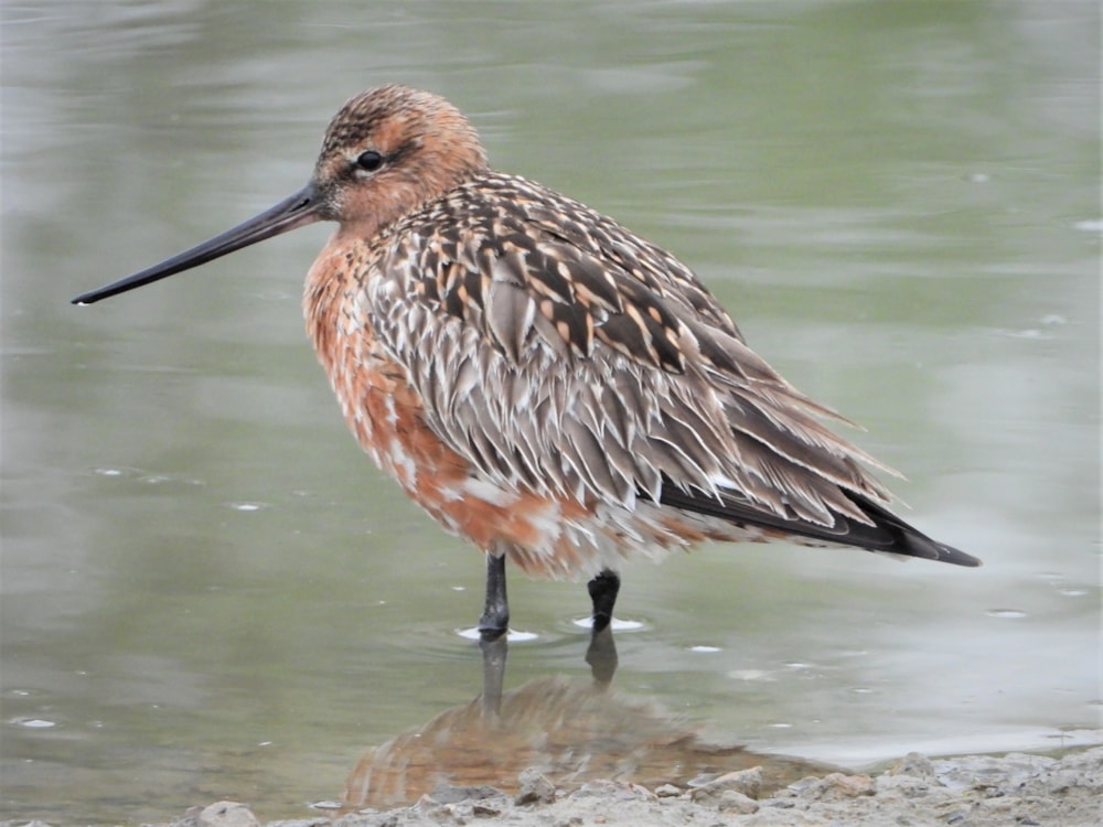 Bar-tailed Godwit by Colin Bradford - BirdGuides