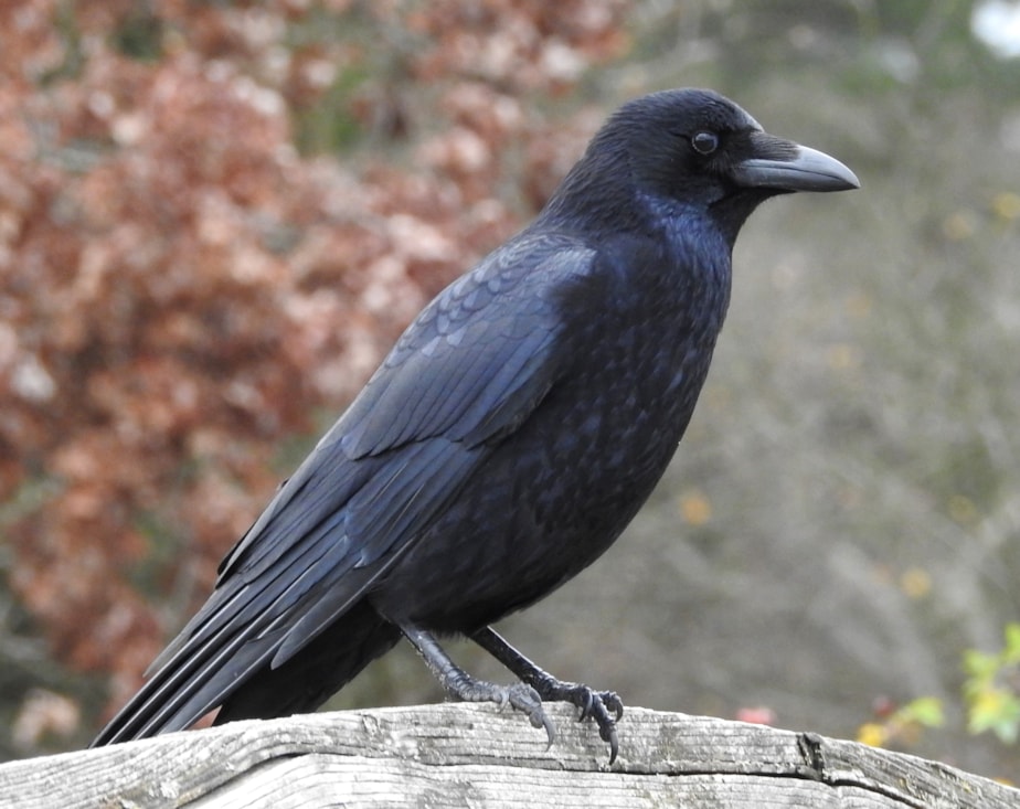 Carrion Crow by Doug Kelson - BirdGuides