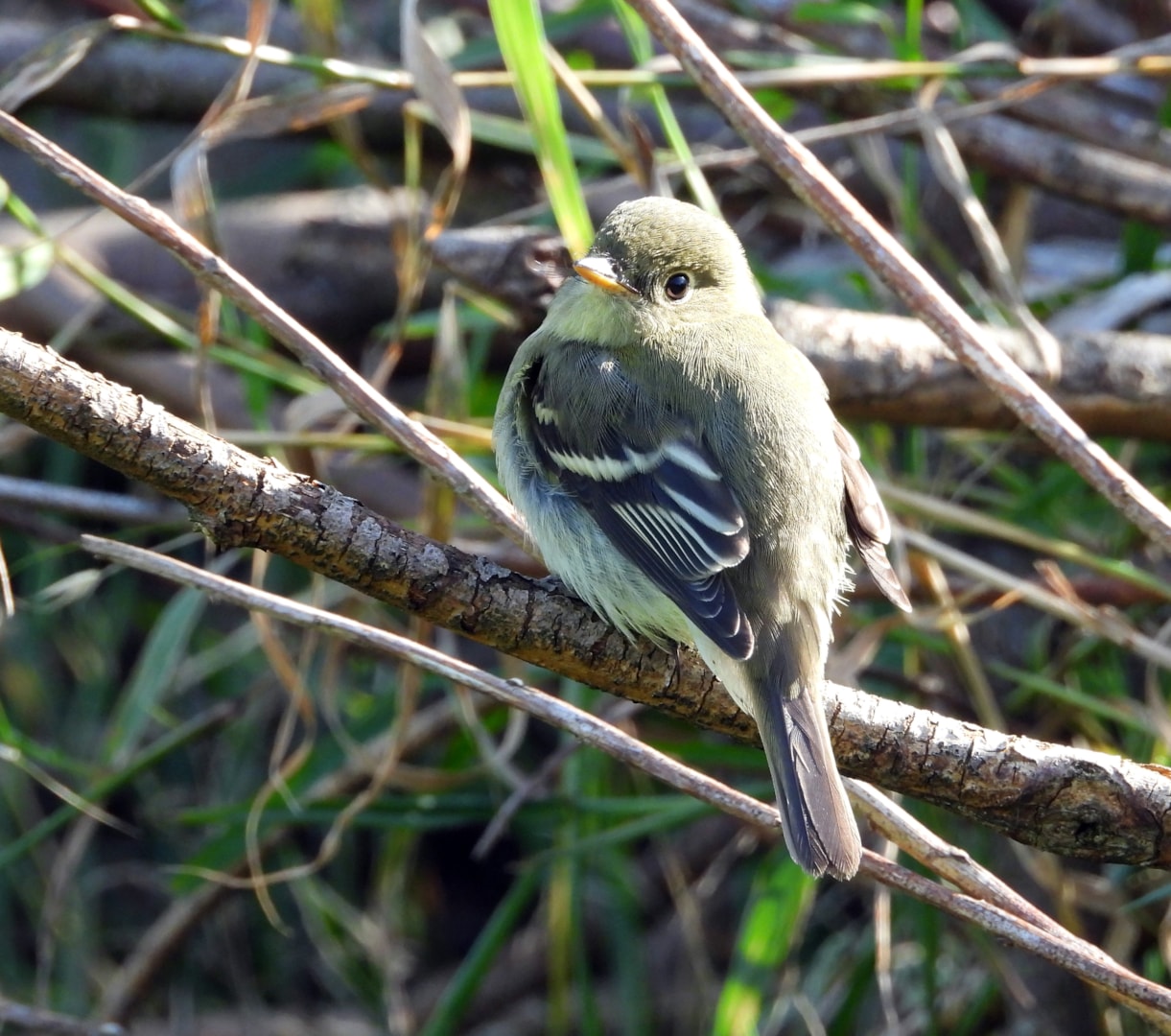 Yellow-bellied Flycatcher by Jim Dickson - BirdGuides