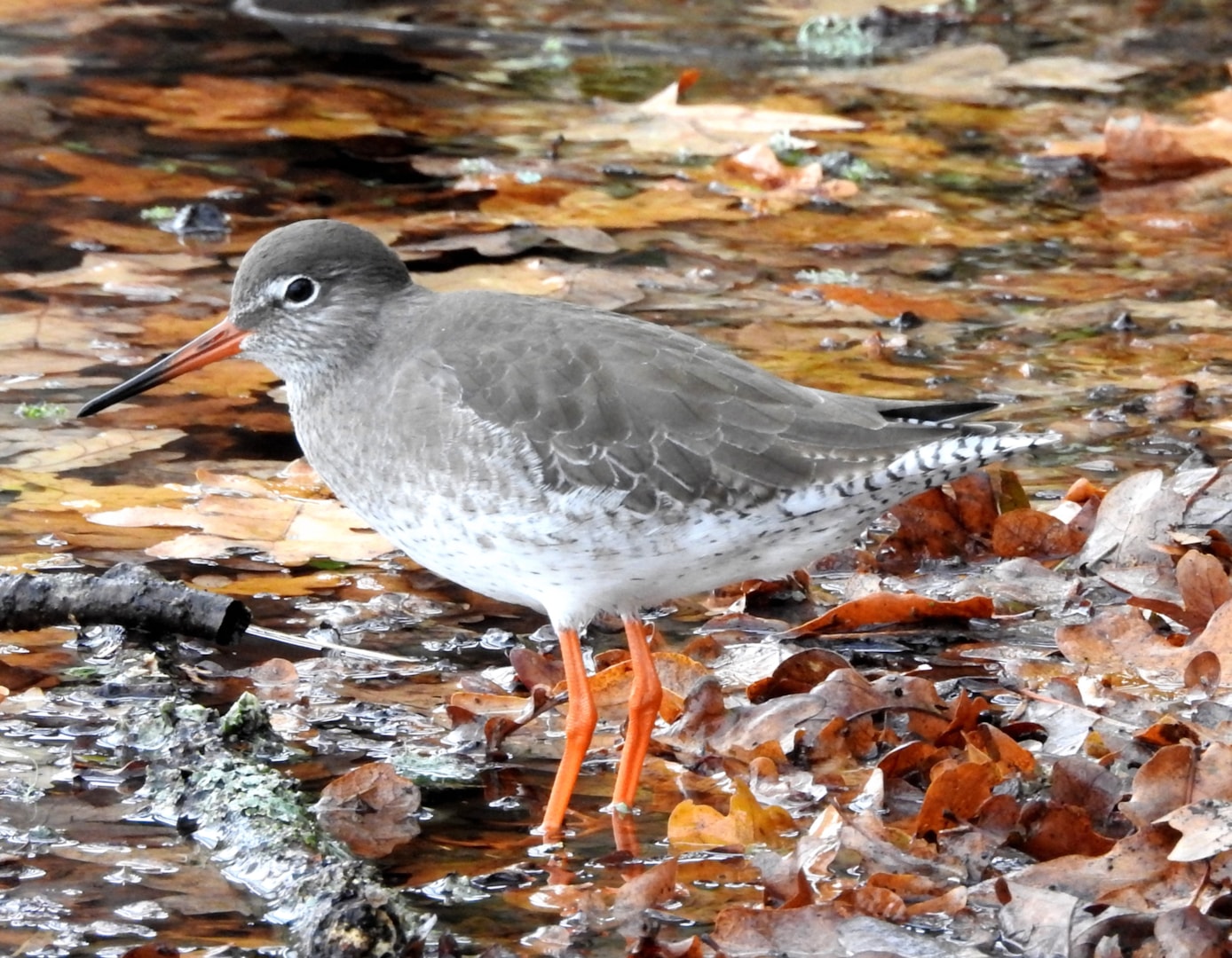 Common Redshank by Doug Kelson - BirdGuides