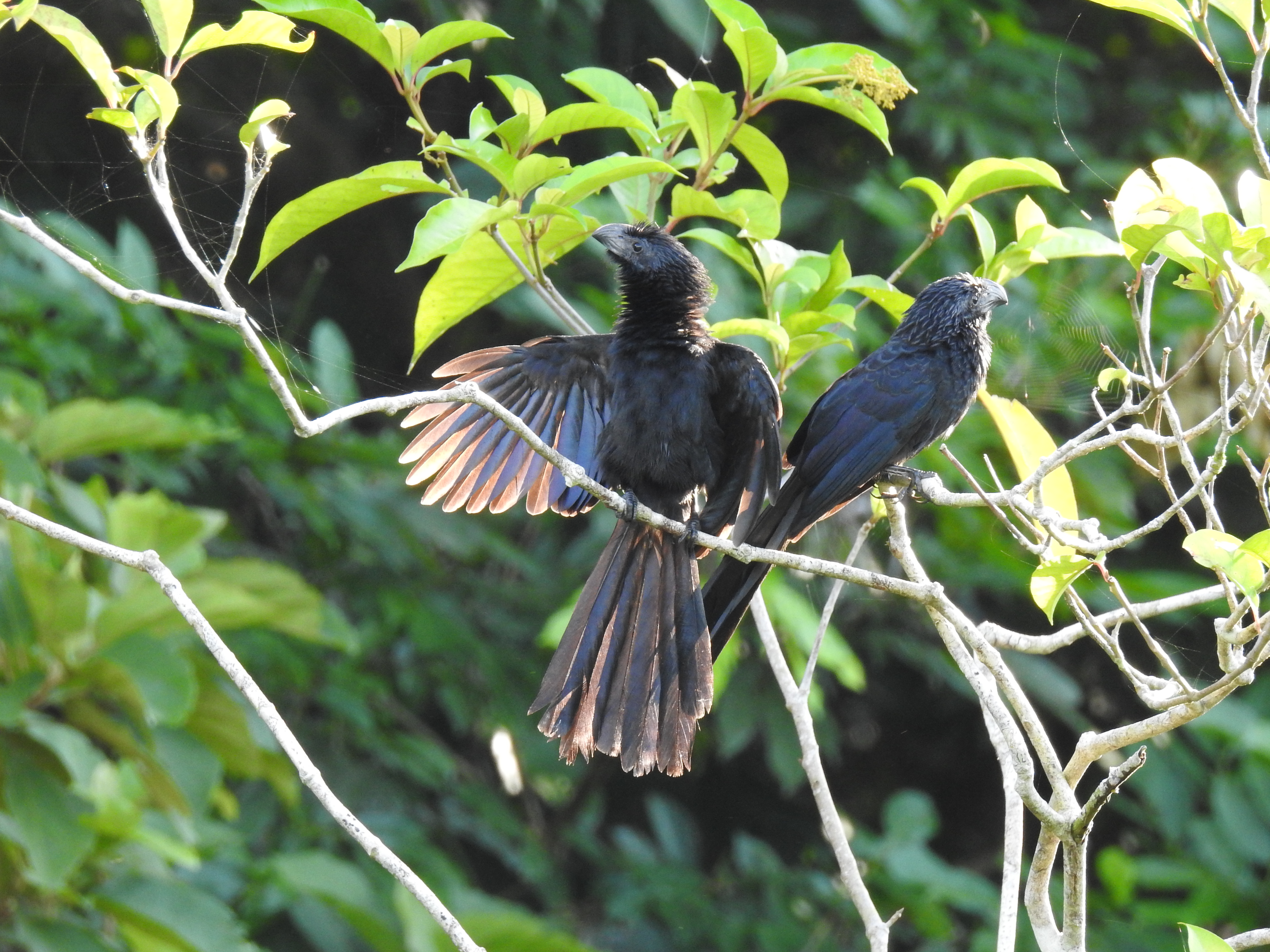 Details : Groove-billed Ani - BirdGuides