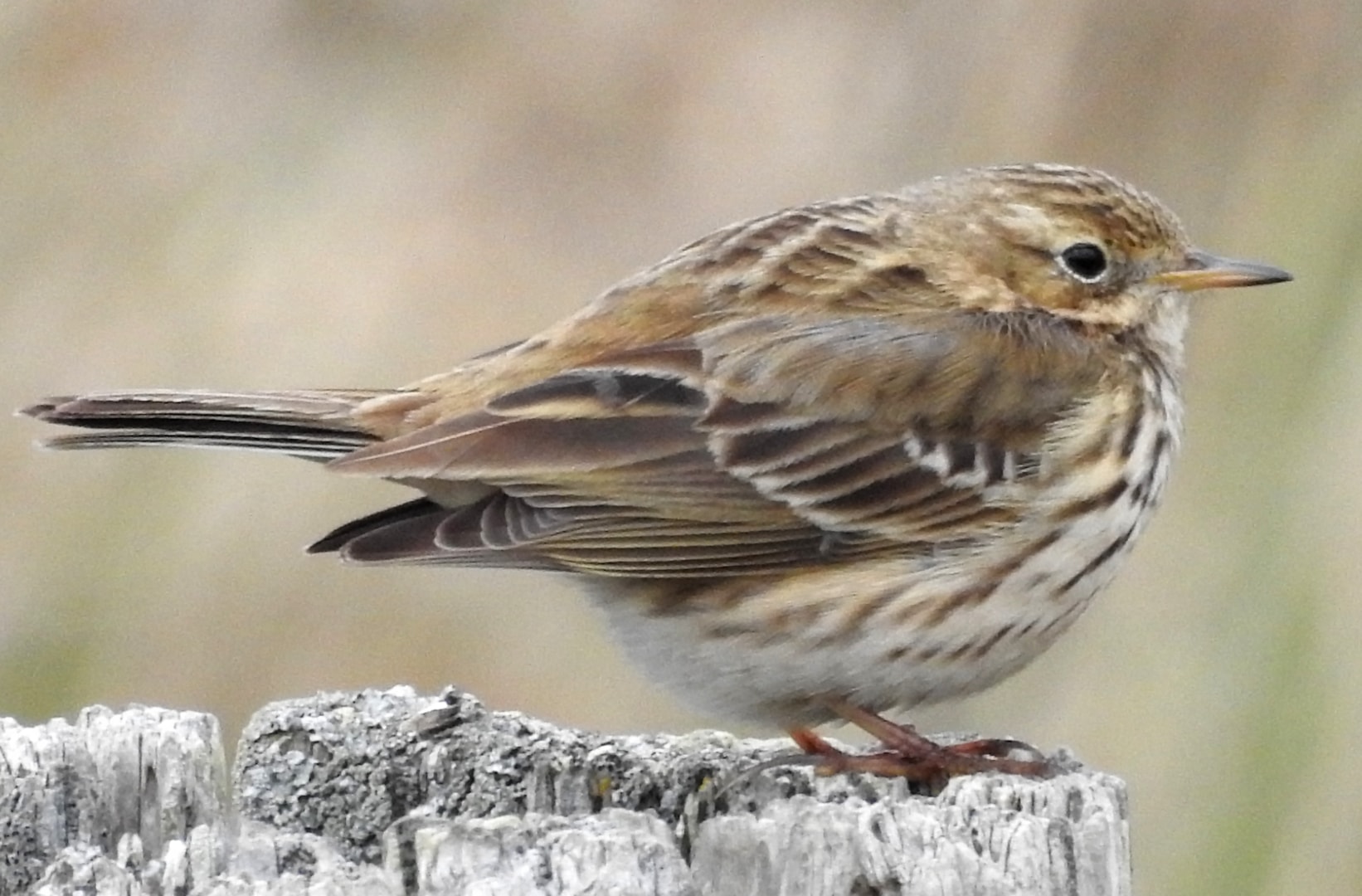 Meadow Pipit by Doug Kelson - BirdGuides