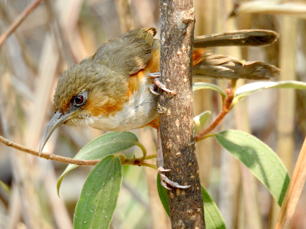 Details : Rusty-cheeked Scimitar Babbler - BirdGuides