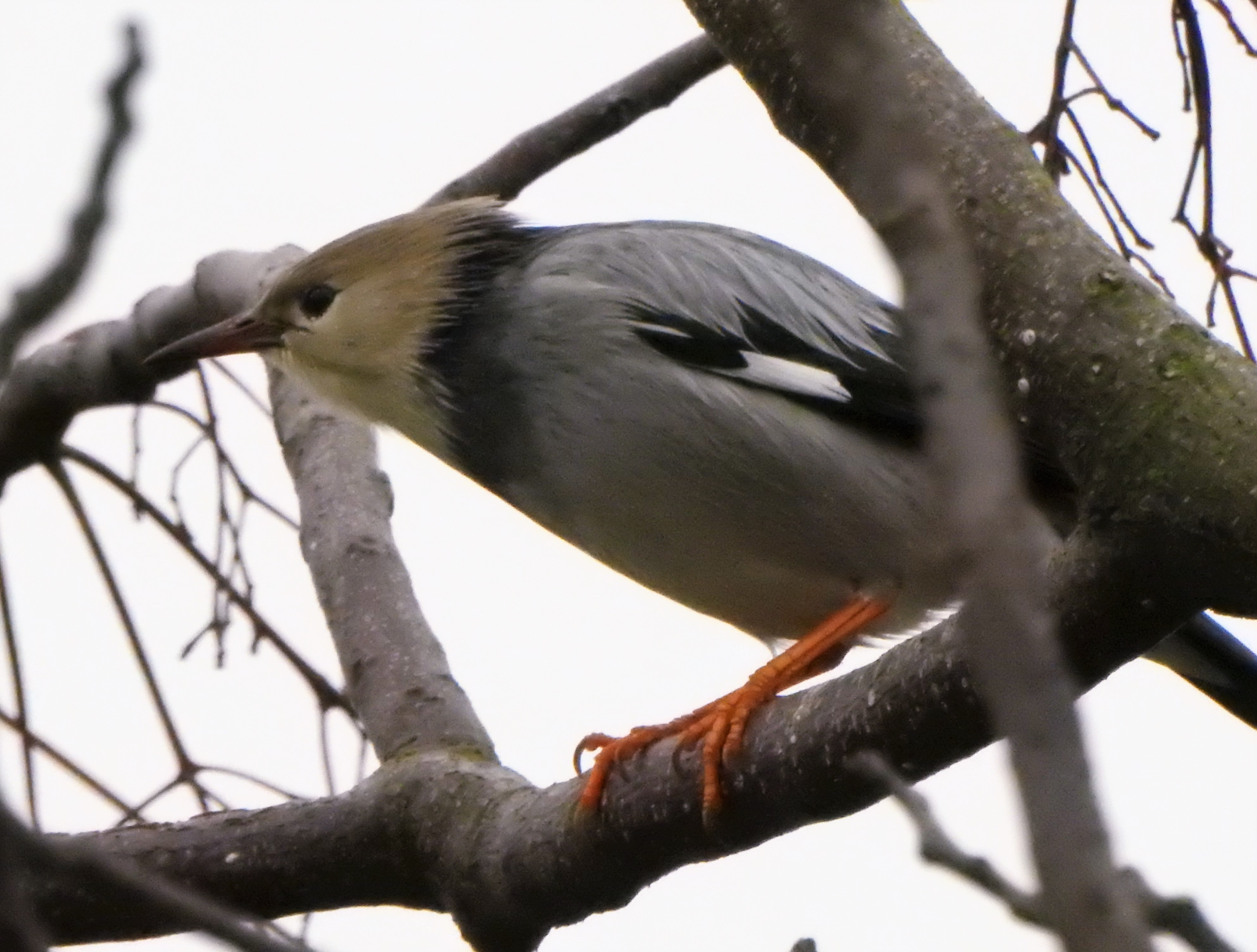 Details : Red-billed Starling - BirdGuides