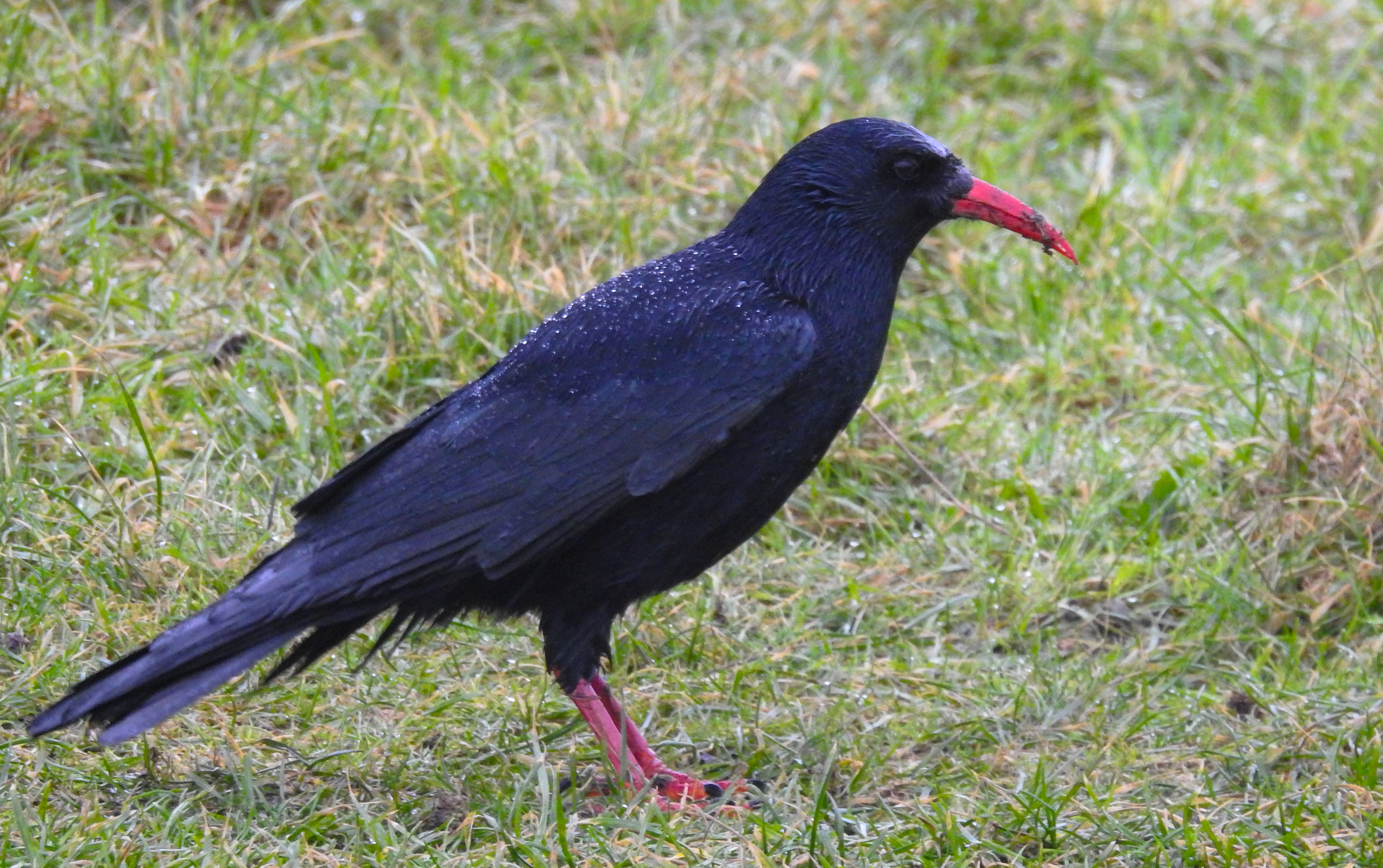 Details : Chough - BirdGuides