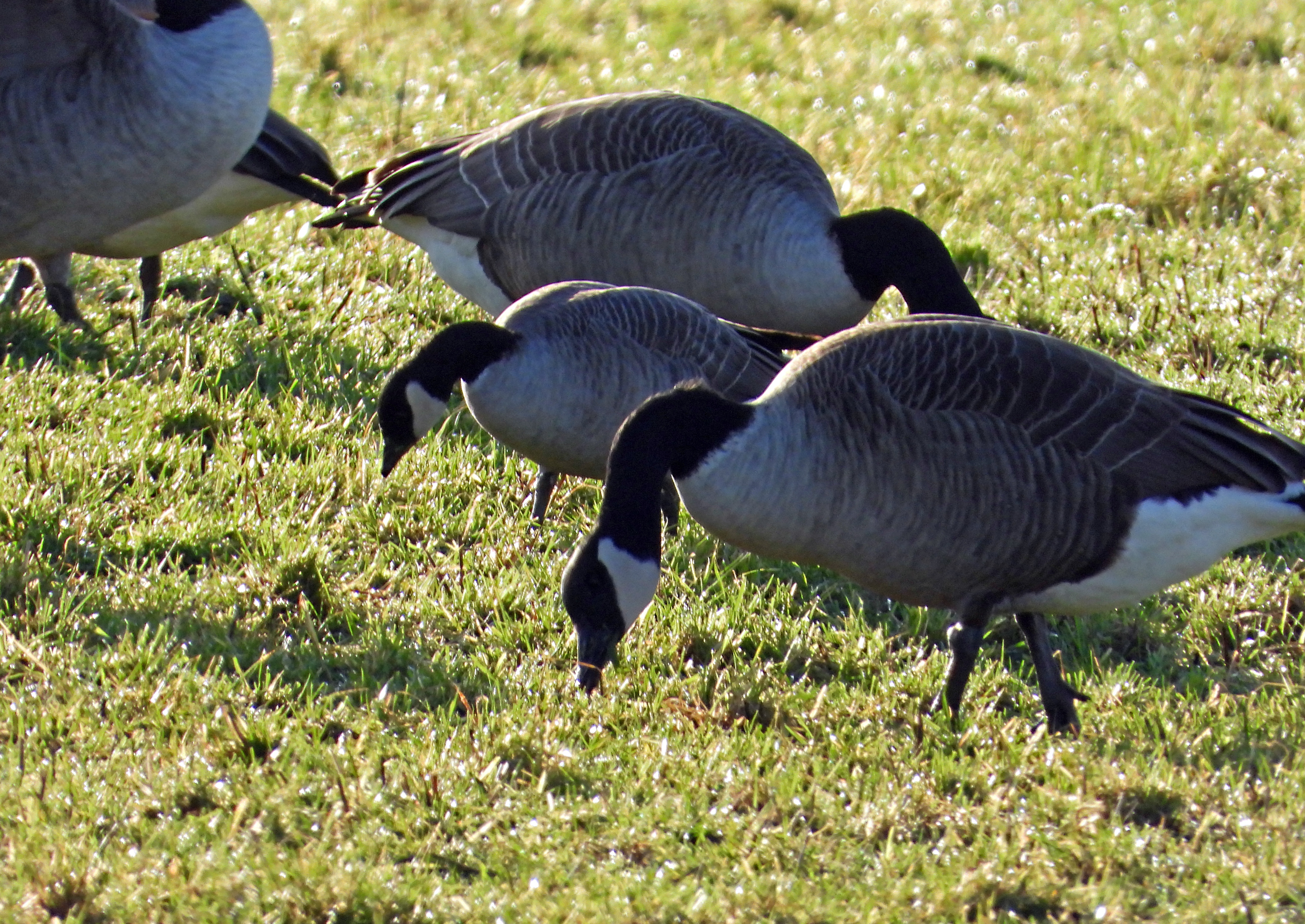 Richardson's Cackling Goose by Jim Dickson - BirdGuides
