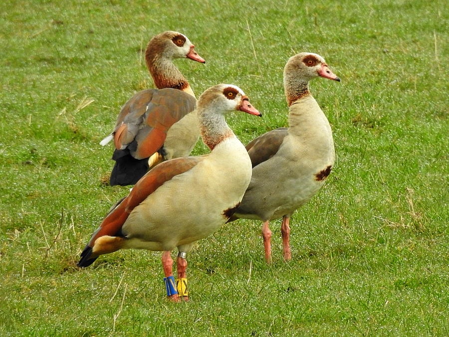 Egyptian Goose by Ian Forrest - BirdGuides