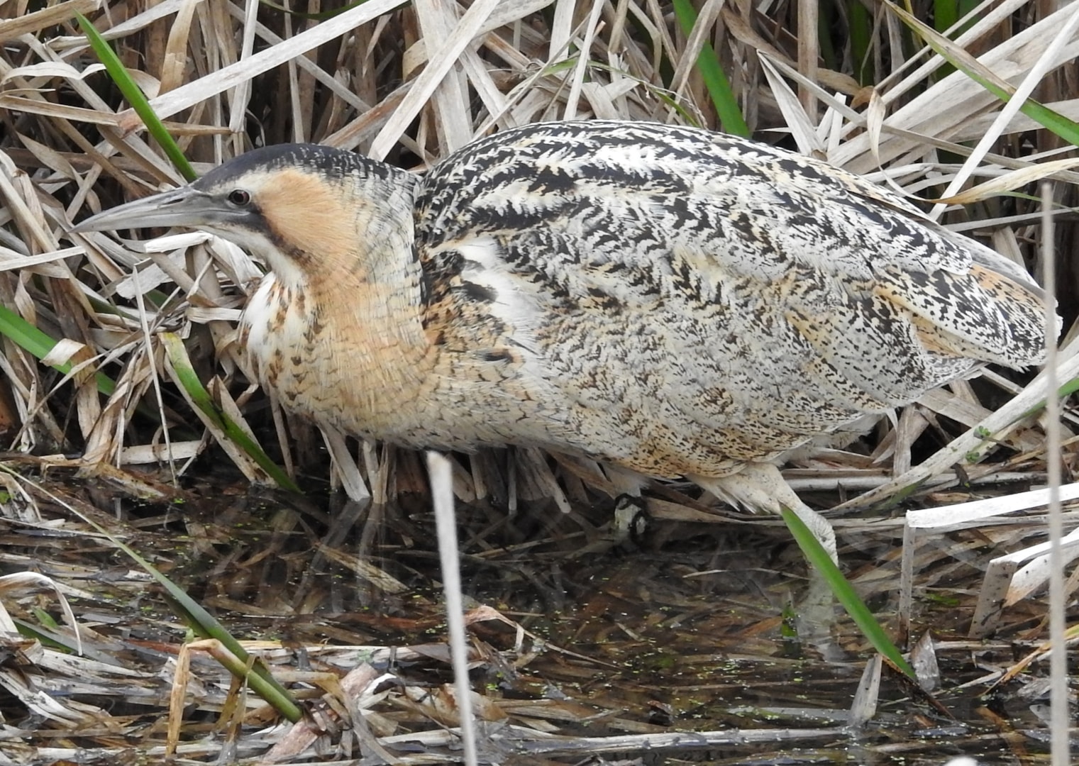 Eurasian Bittern by Doug Kelson - BirdGuides