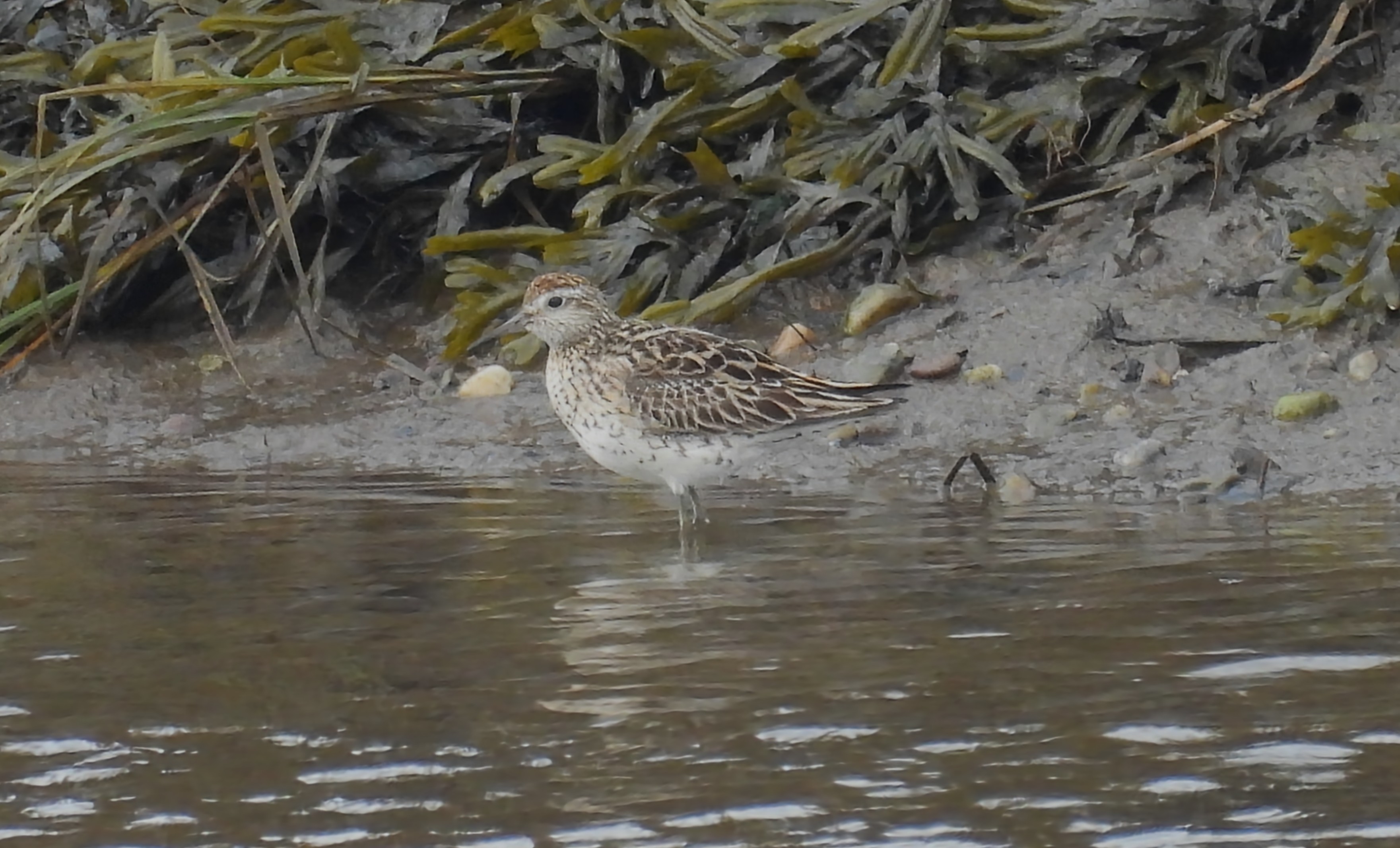Sharp-tailed Sandpiper by Dan Pointon - BirdGuides