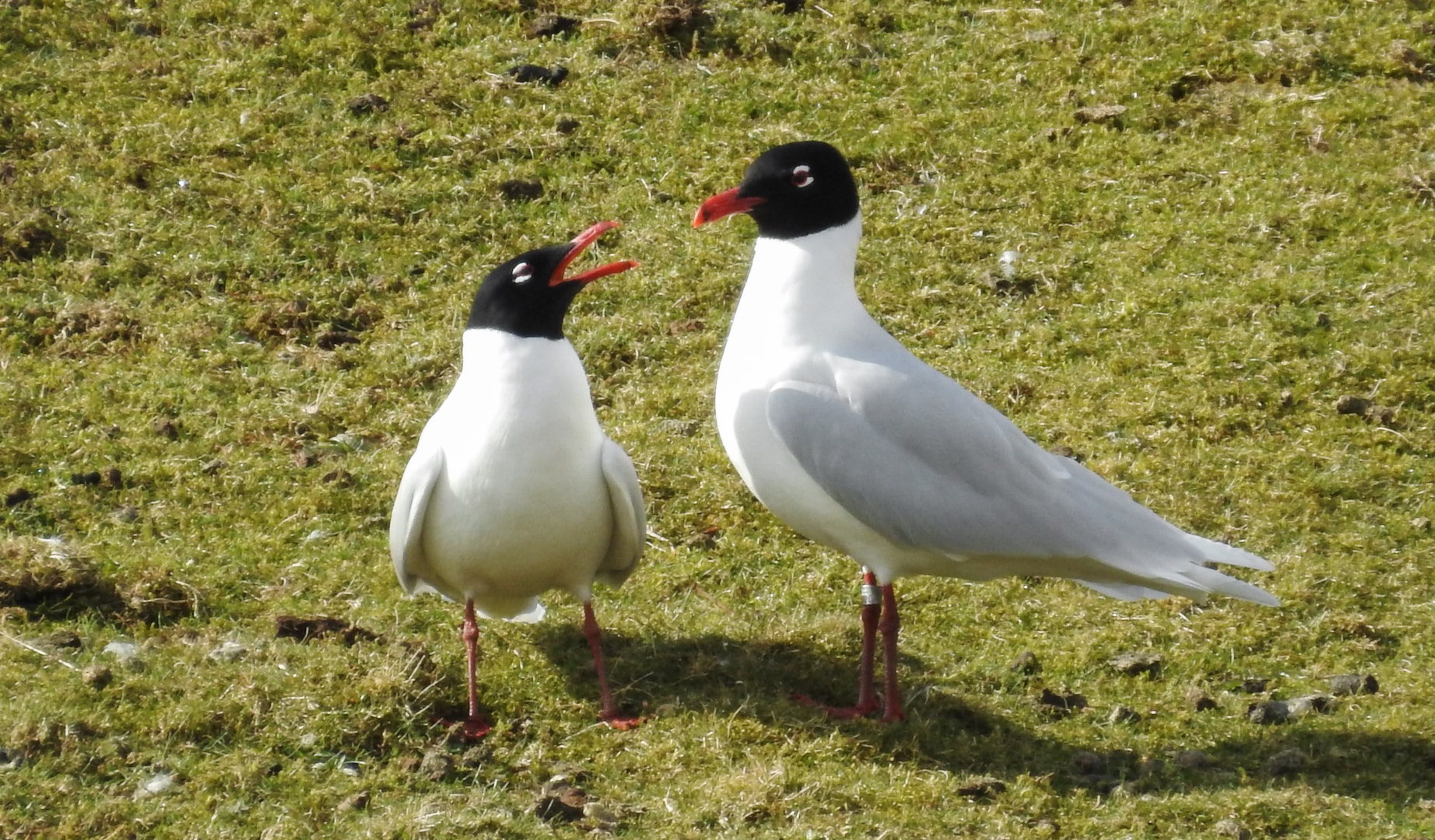Mediterranean Gull by Martin Loftus - BirdGuides