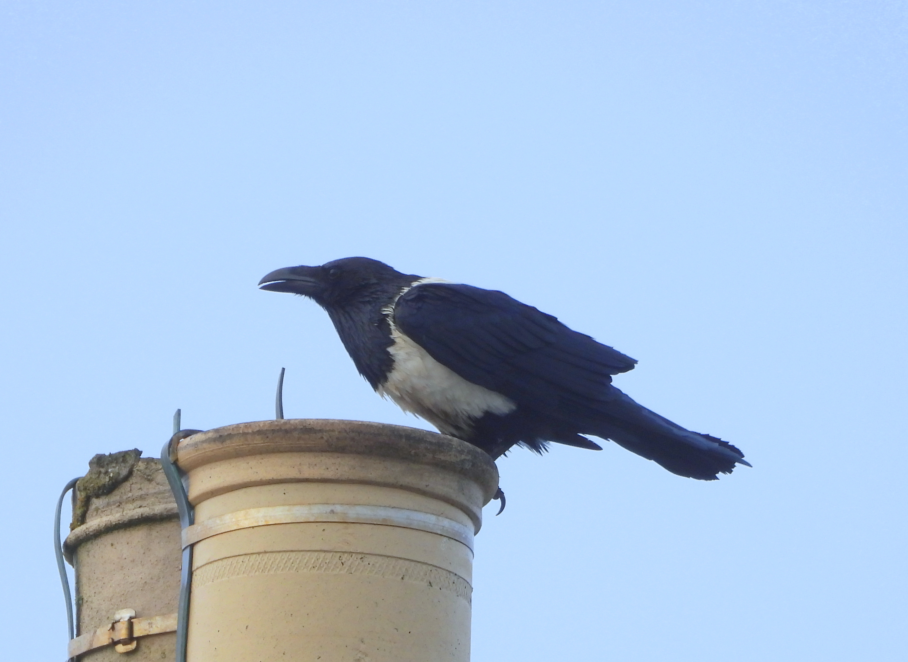 Pied Crow by Chris Roughley - BirdGuides