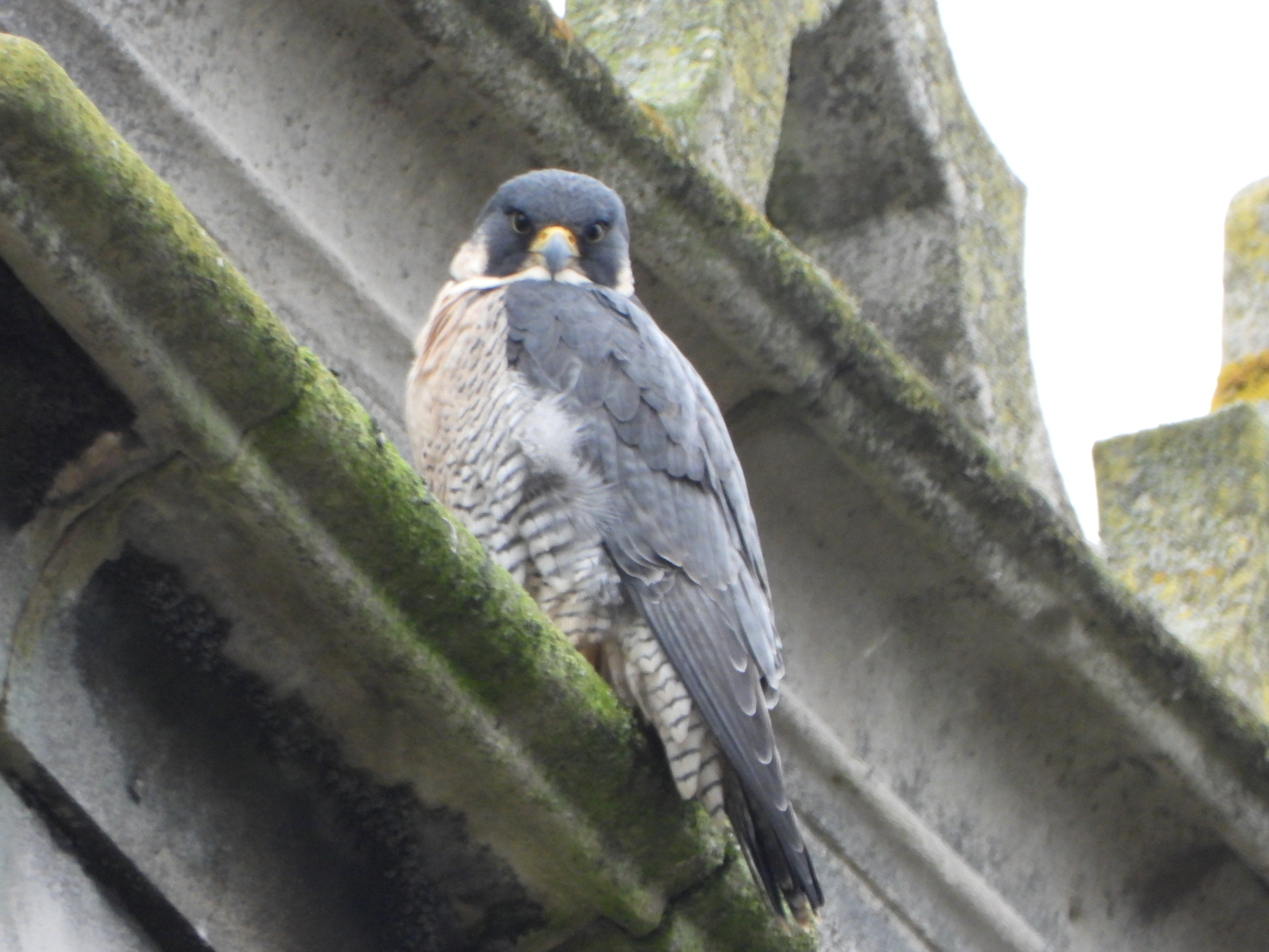 Peregrine Falcon by Paul Boult - BirdGuides