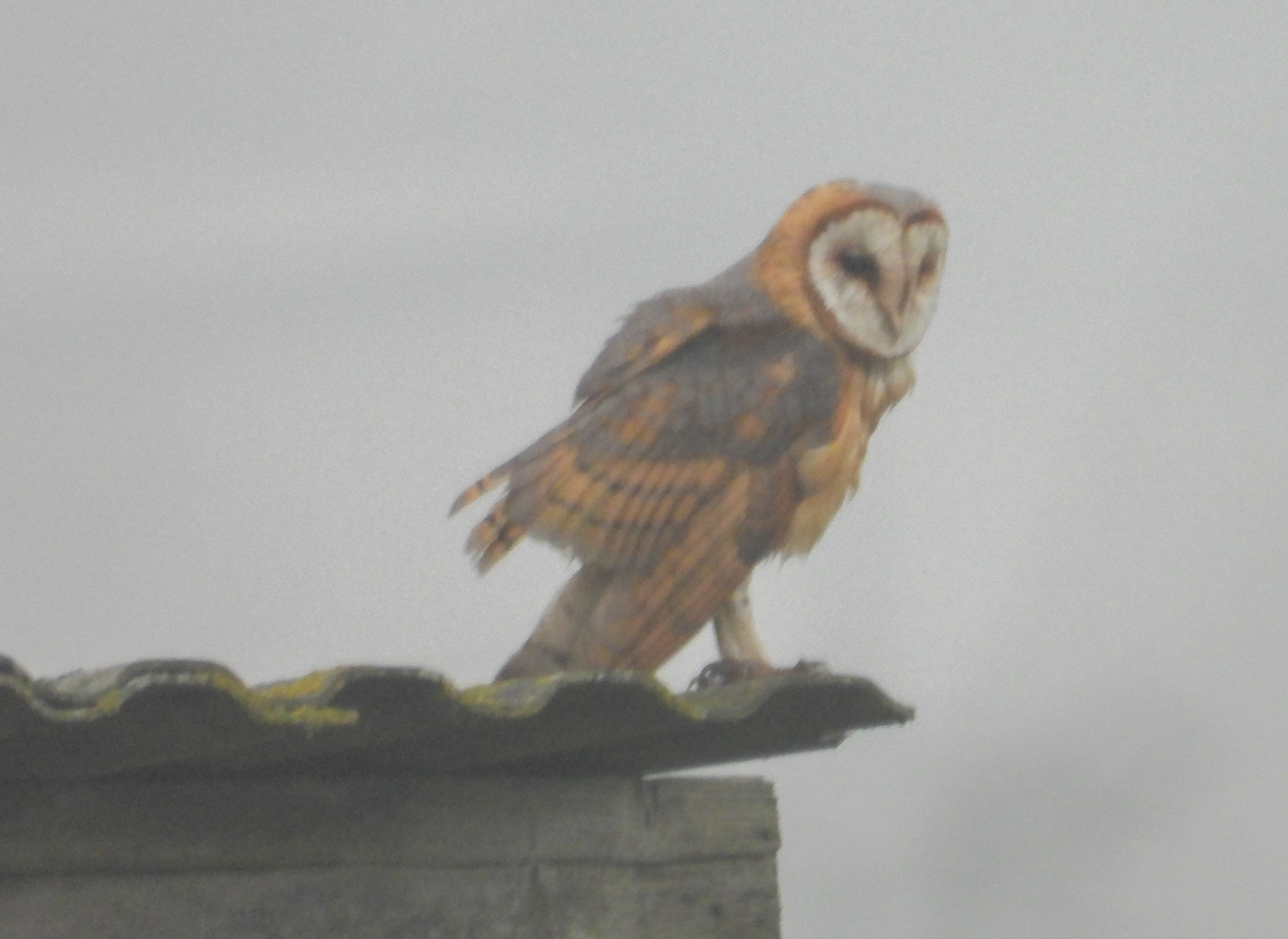 Dark-breasted Barn Owl by David Hewitt - BirdGuides
