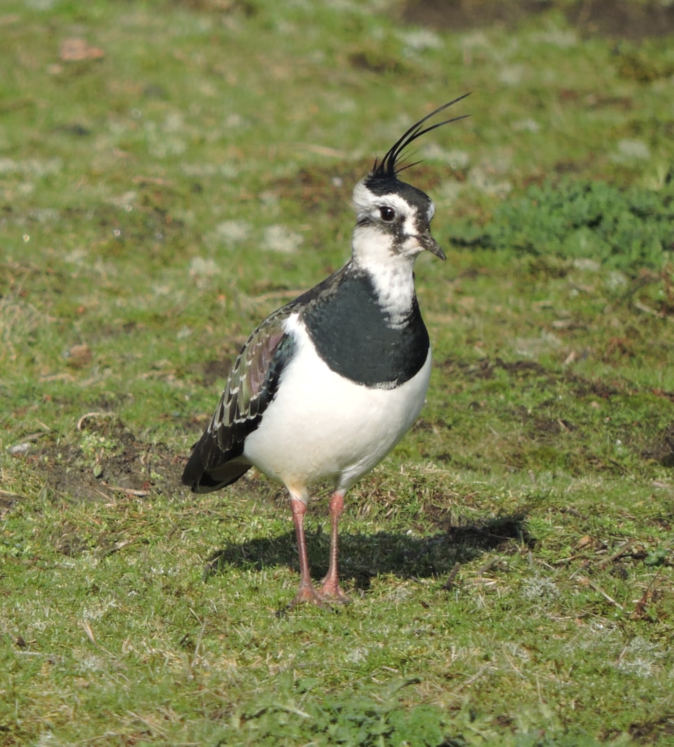 Northern Lapwing by Bill Plumb - BirdGuides