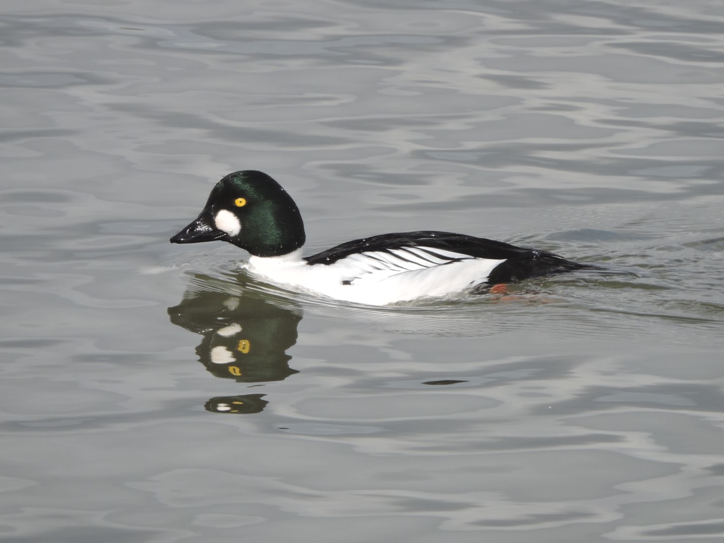 Common Goldeneye by Bill Plumb - BirdGuides