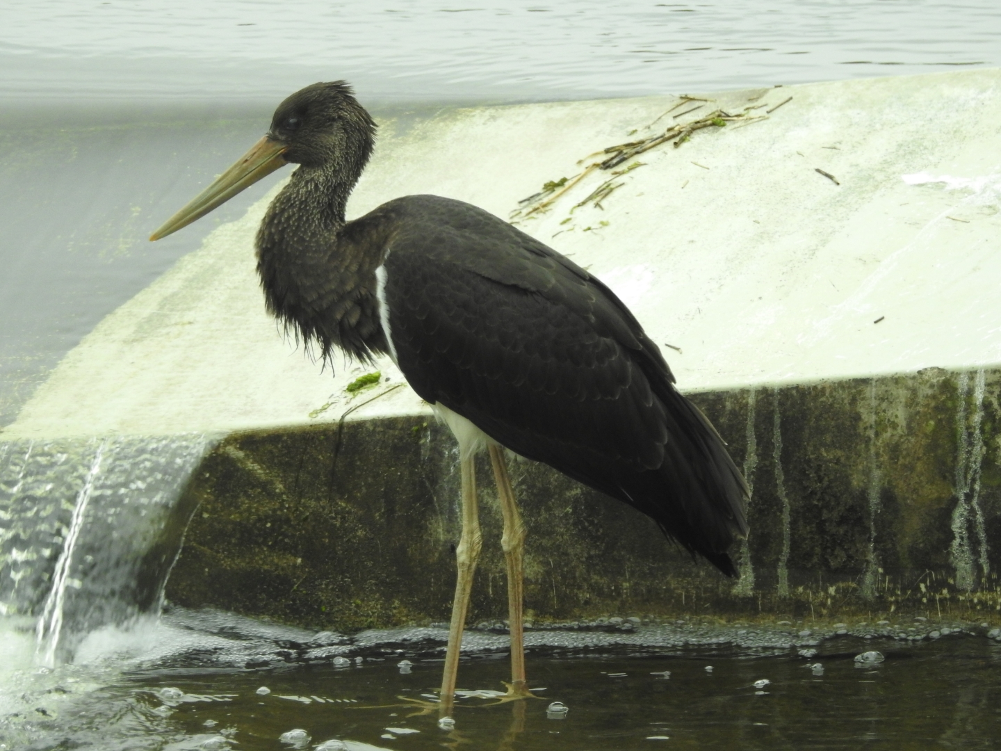 Details : Black Stork - BirdGuides