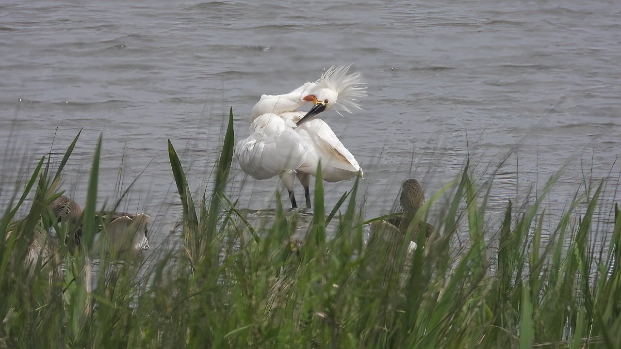 Eurasian Spoonbill by Stephen Pogson - BirdGuides