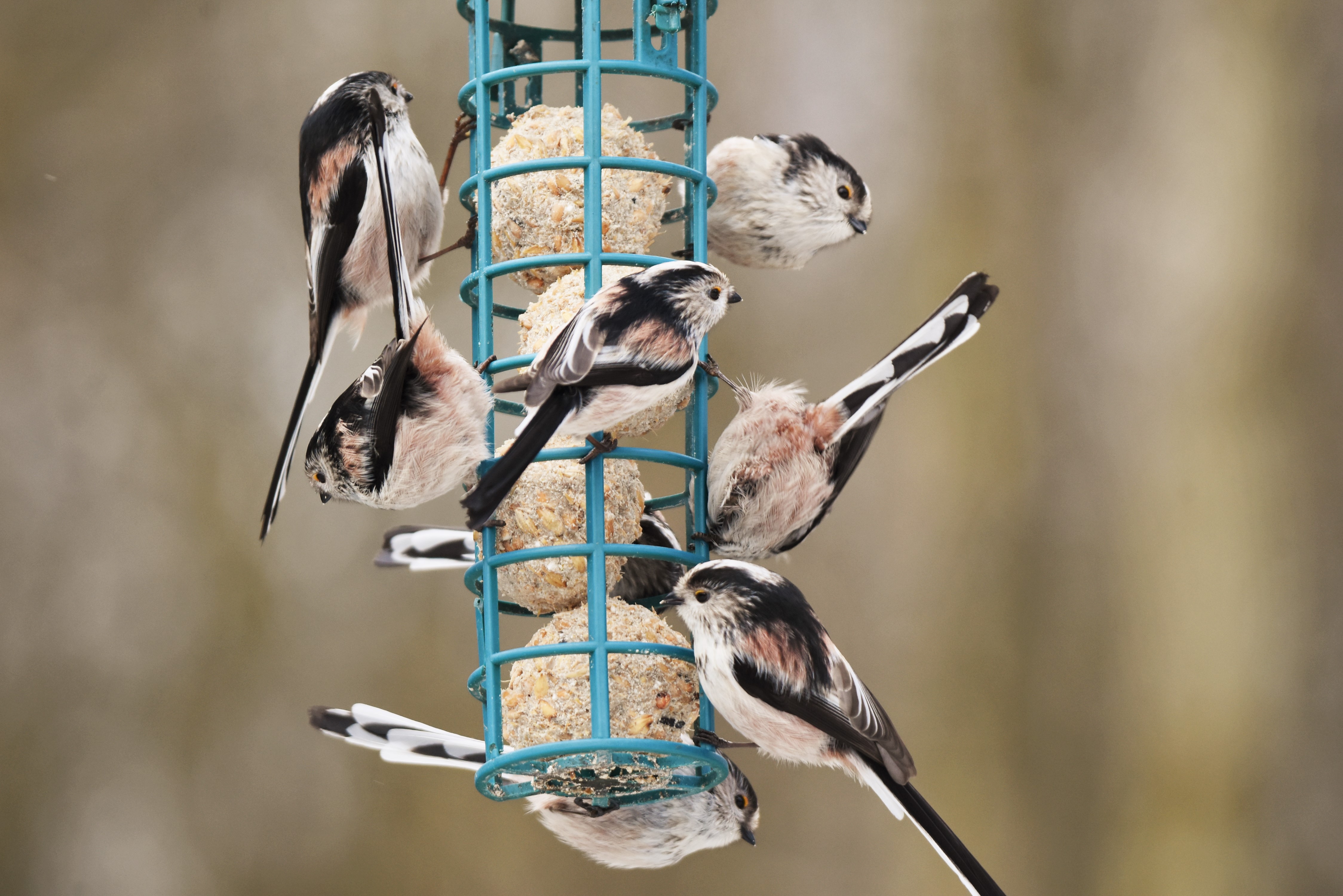 Birdwatching Sites in West Yorkshire - BirdGuides