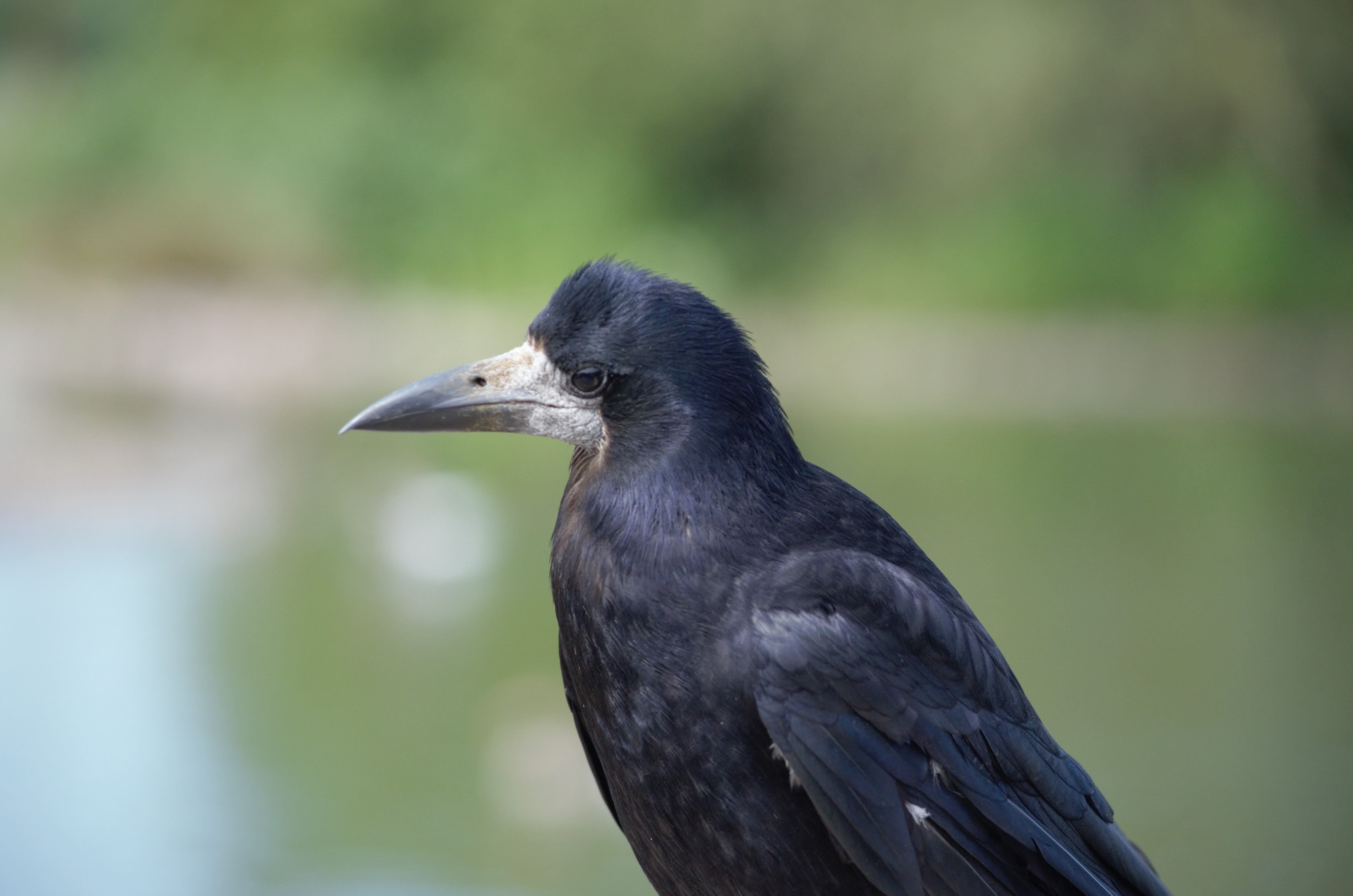 Rook by Harshith Karthik Parthiban - BirdGuides