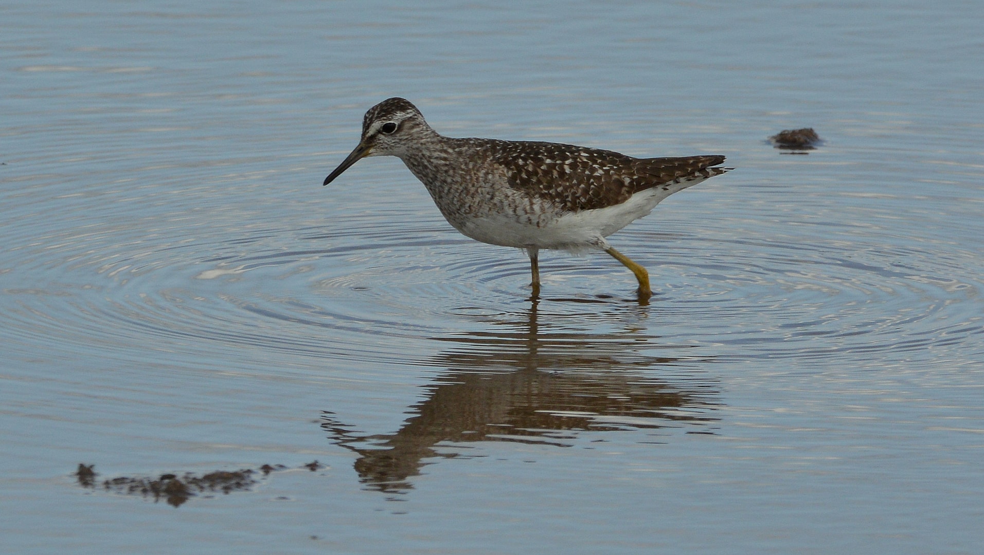 Wood Sandpiper by Jeremy Eyeons - BirdGuides