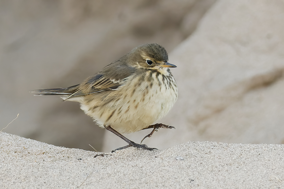 Details : American Buff-bellied Pipit - BirdGuides