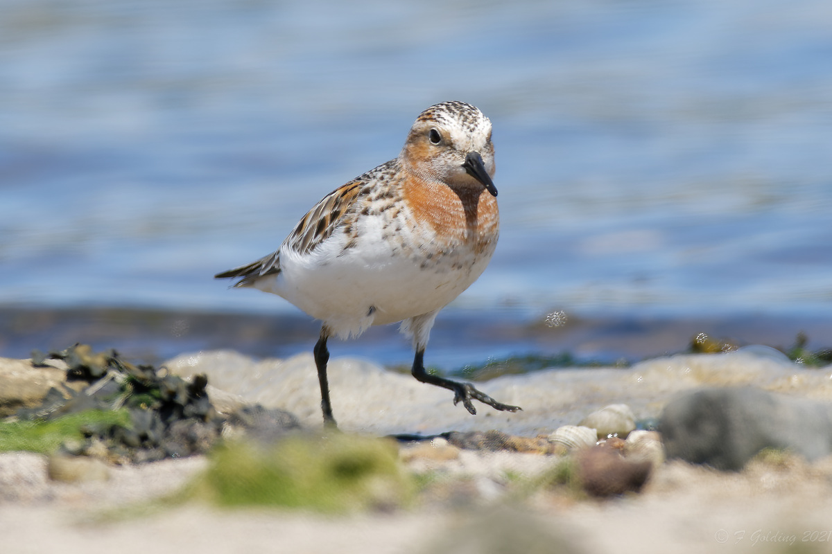 Red-necked Stint by Frank Golding - BirdGuides