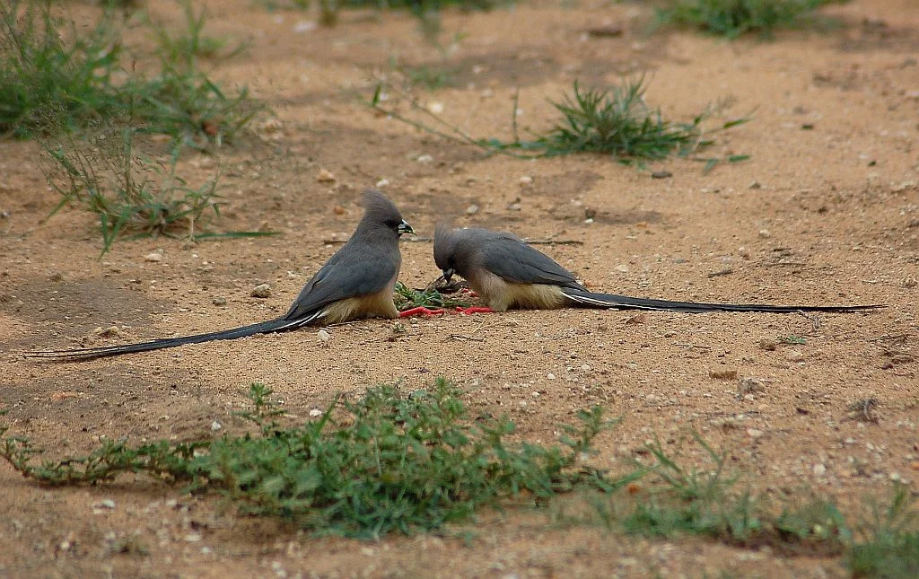 Details : White-backed Mousebird - BirdGuides