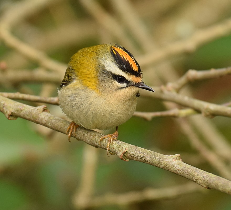 Firecrest by Susan Rowe - BirdGuides
