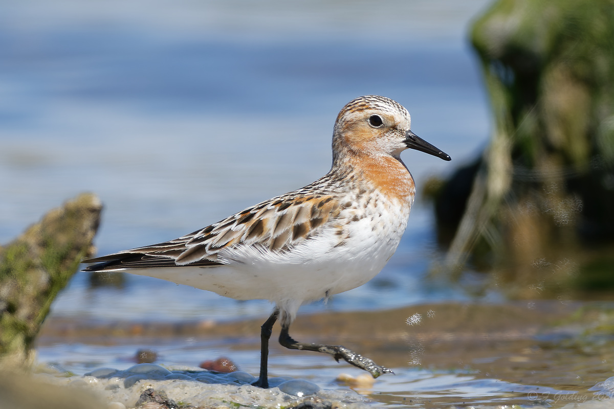 Red-necked Stint by Frank Golding - BirdGuides